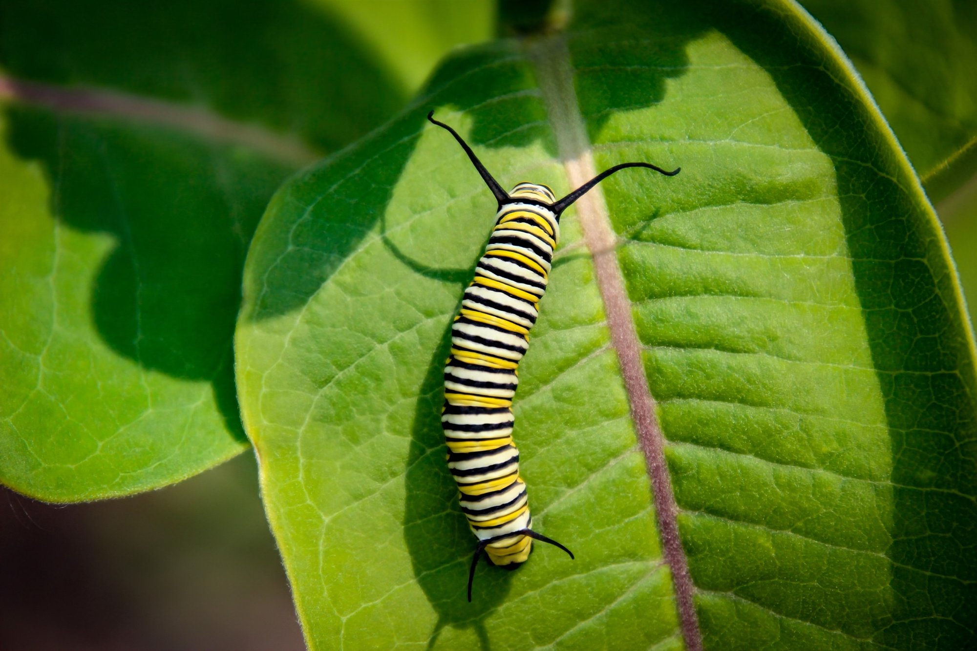 Caterpillars inherit food preferences through their blood - Earth.com