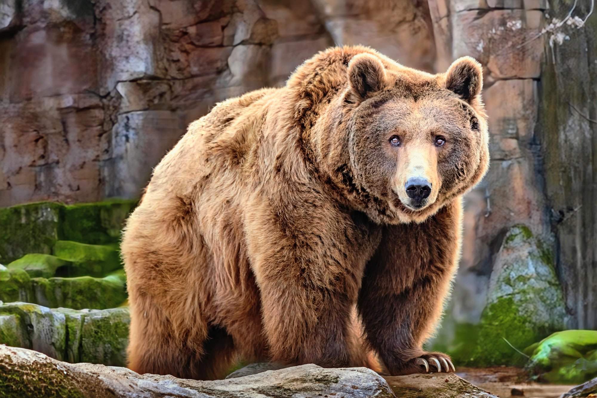 Bigger animals do not always have bigger brains - Earth.com