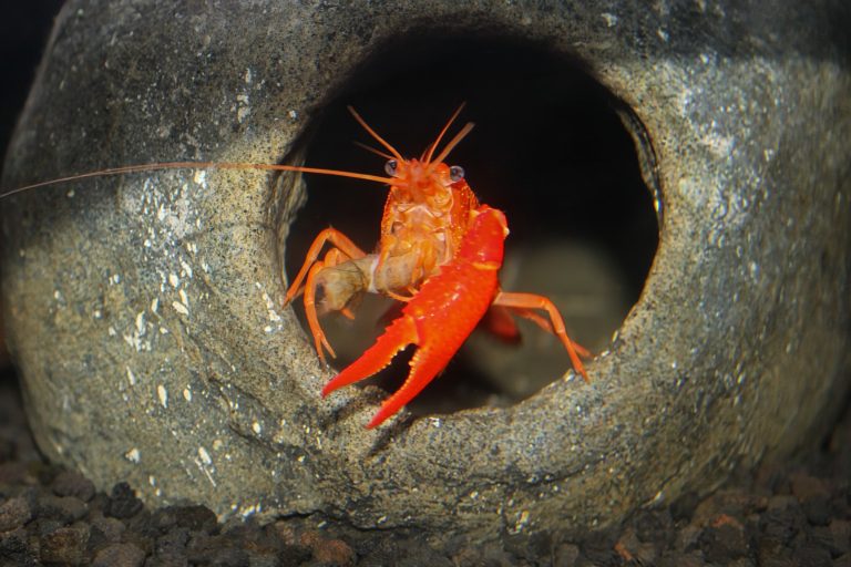 Earth.com -- Earth News, Earth Images, Earth Videos