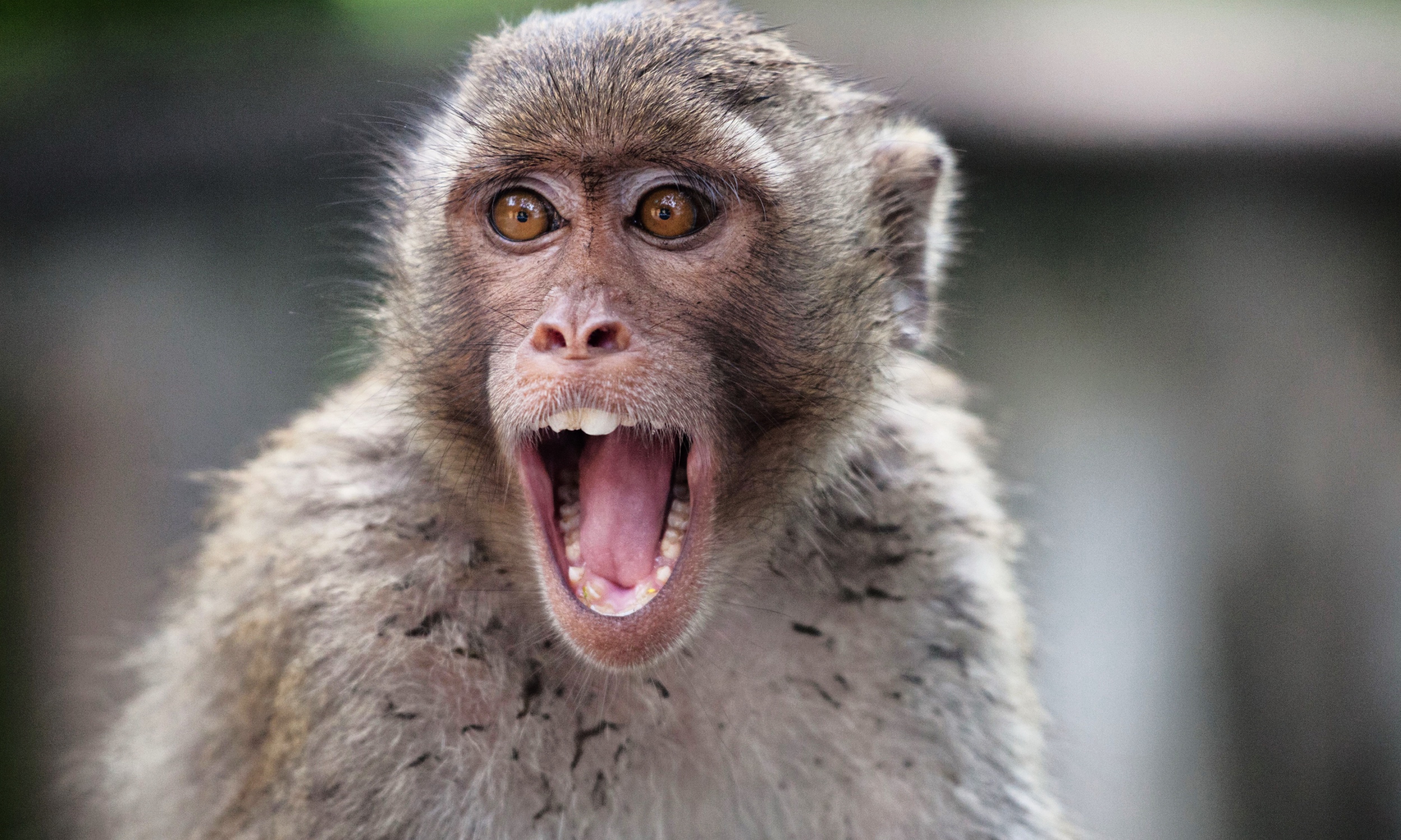 Primates who are facially expressive make the best leaders - Earth.com