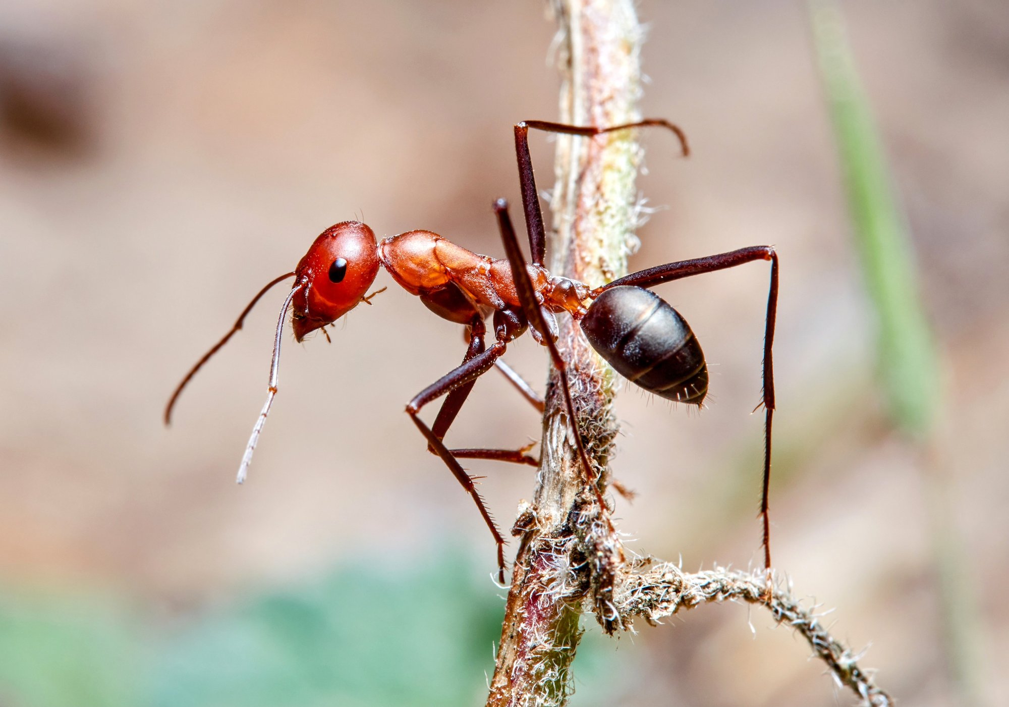 How do asexual ants maintain genetic diversity? - Earth.com