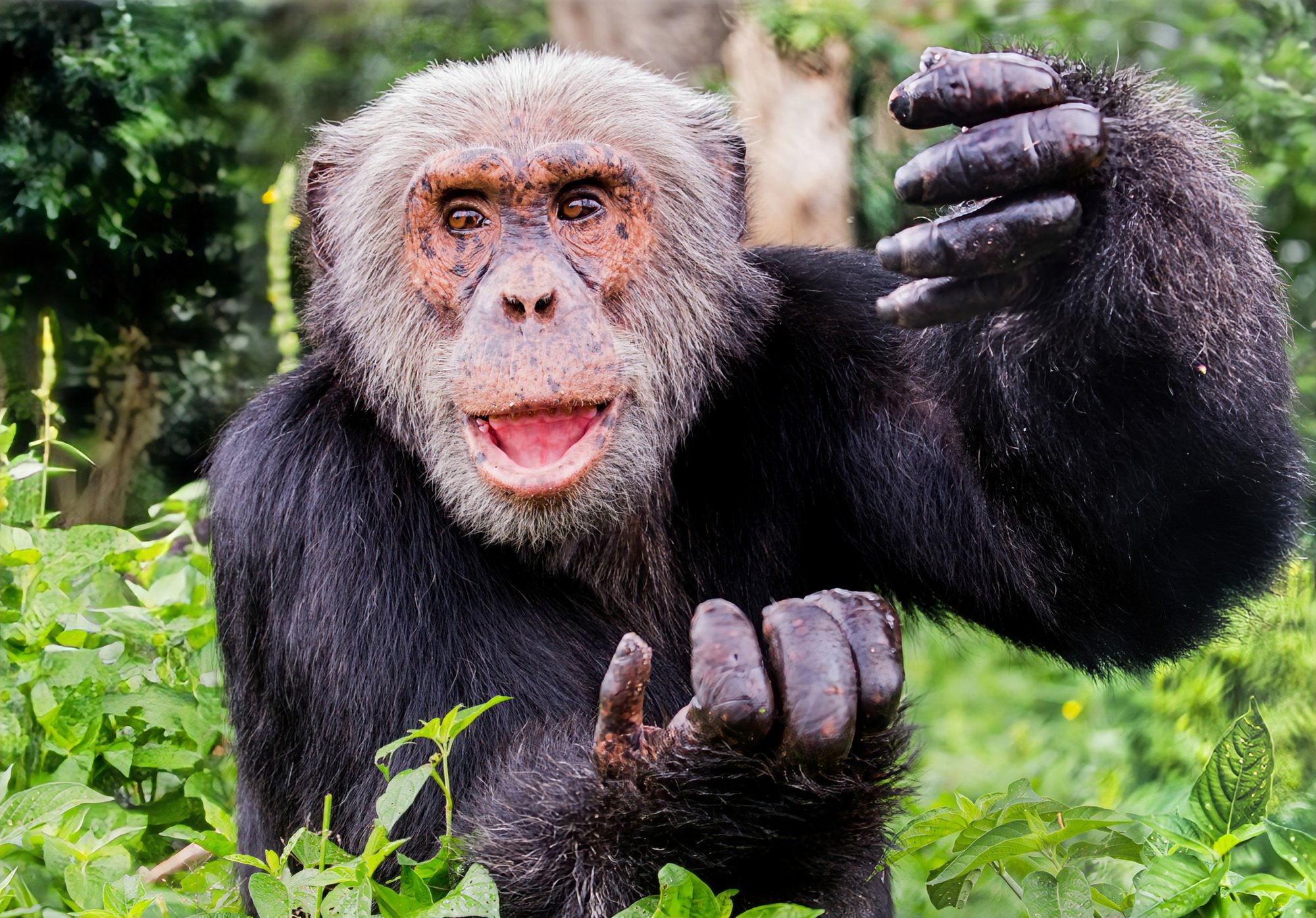 Chimpanzees use rapid gestures in conversations like humans - Earth.com