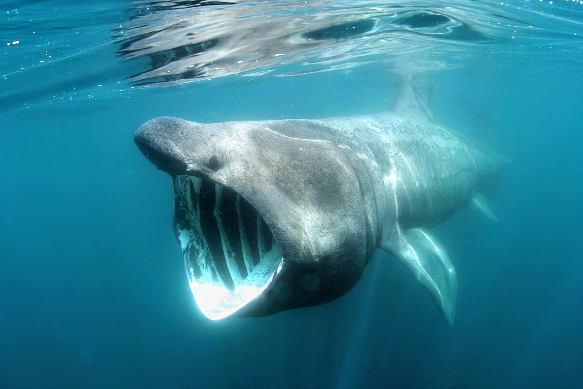 Basking sharks are exceptionally vulnerable to ship strikes - Earth.com