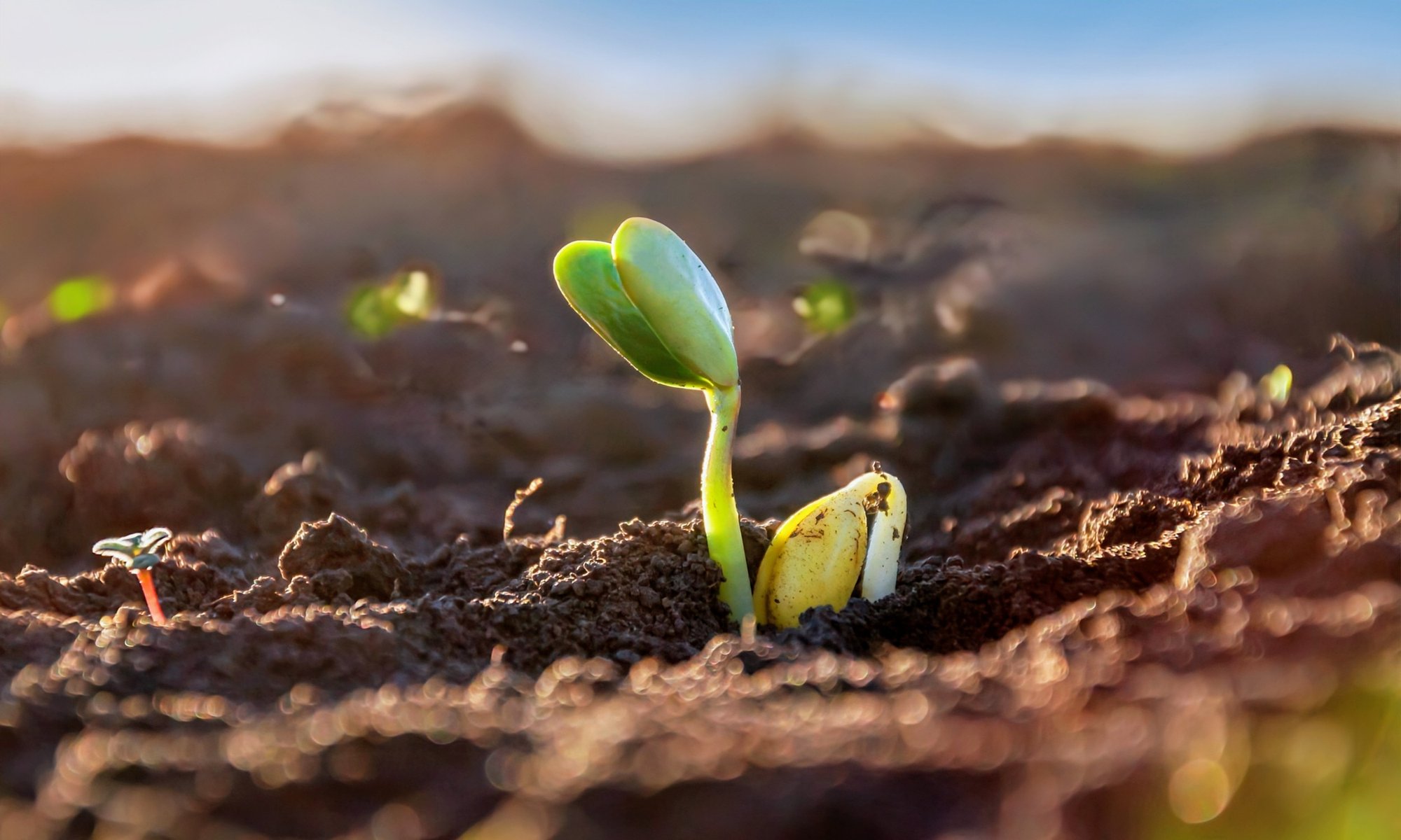 Secrets of plant-bacteria symbiosis revealed - Earth.com