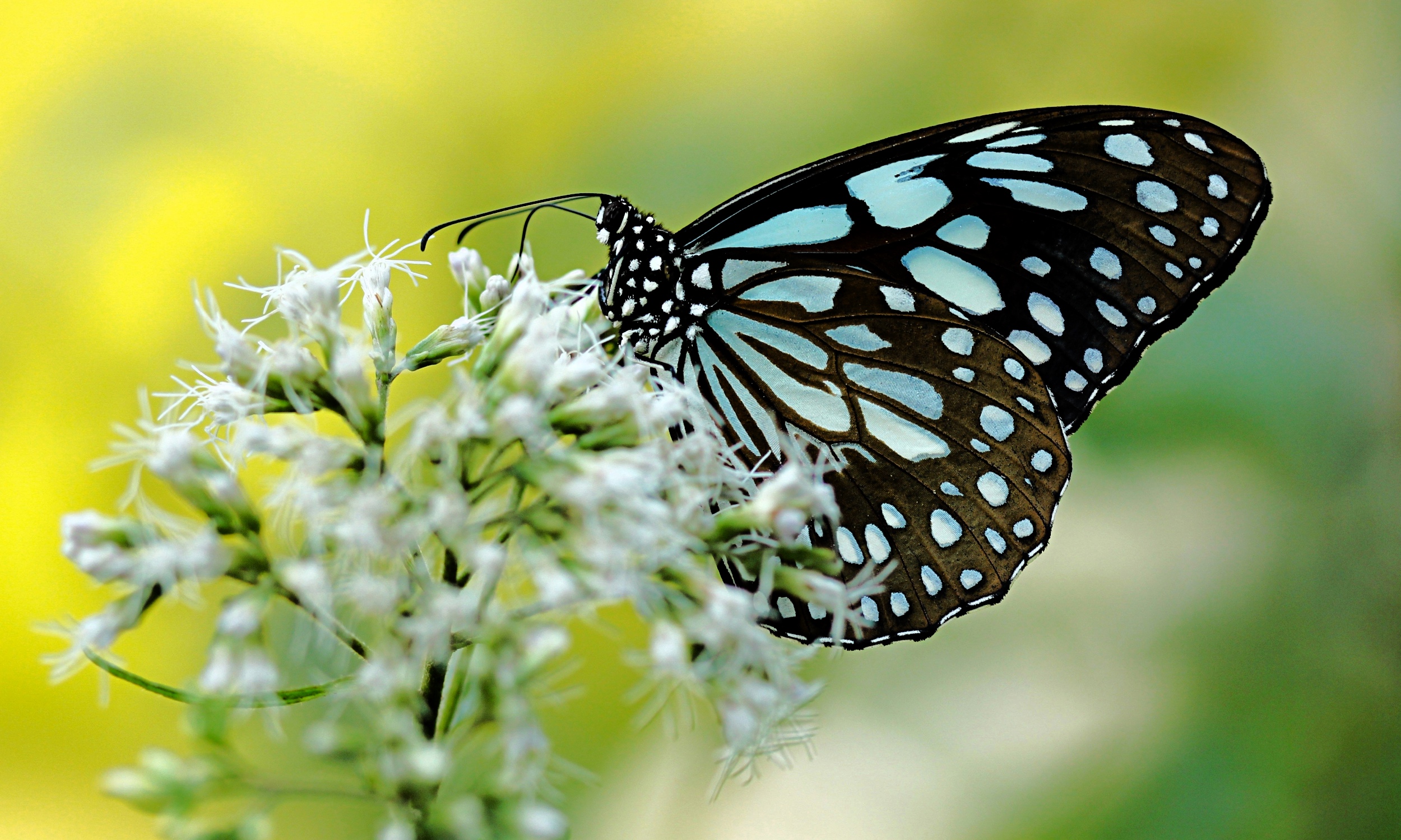 Butterflies use static electricity to catch pollen without touching it ...
