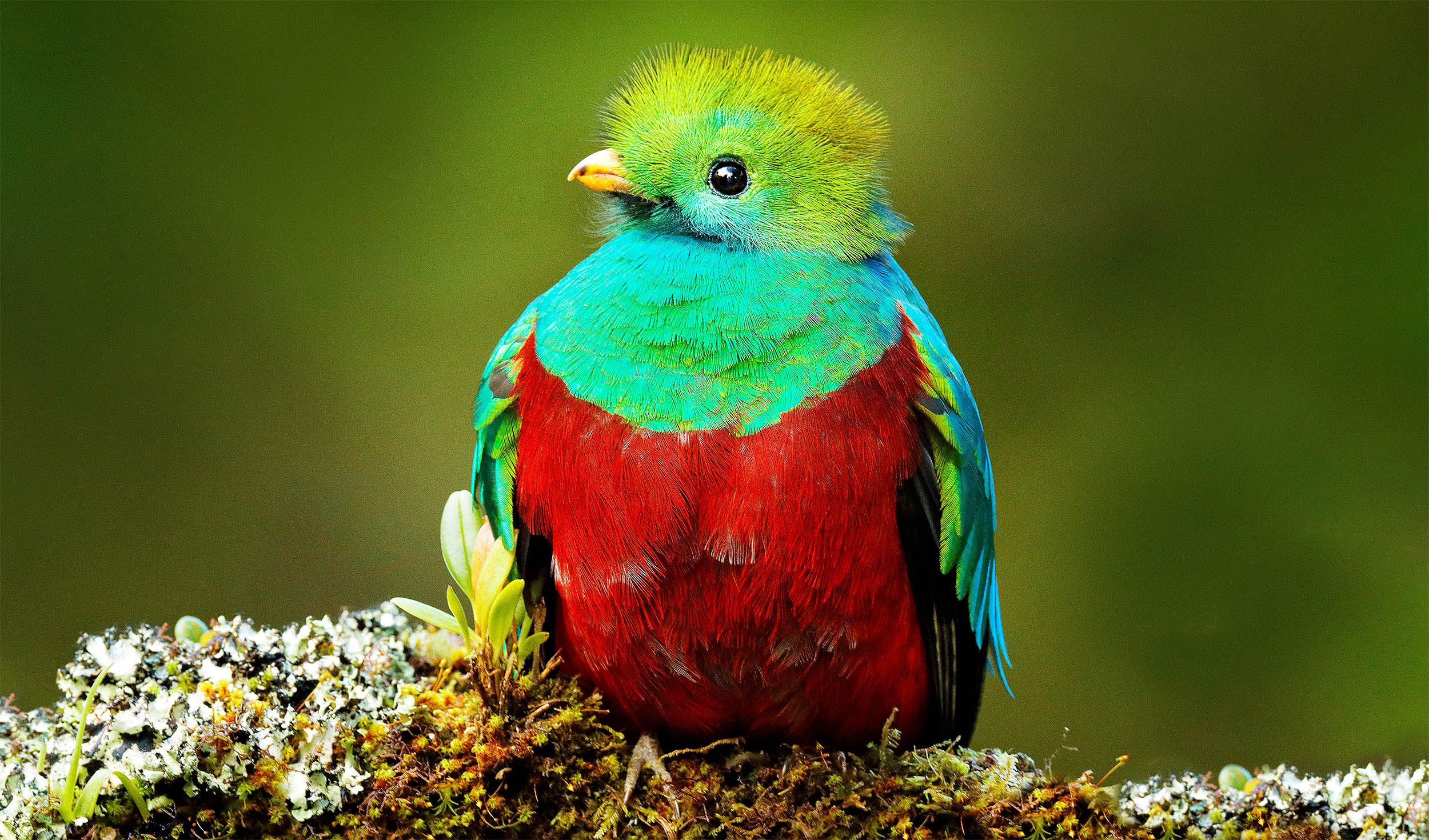 How and why tropical birds are so colorful and iridescent - Earth.com