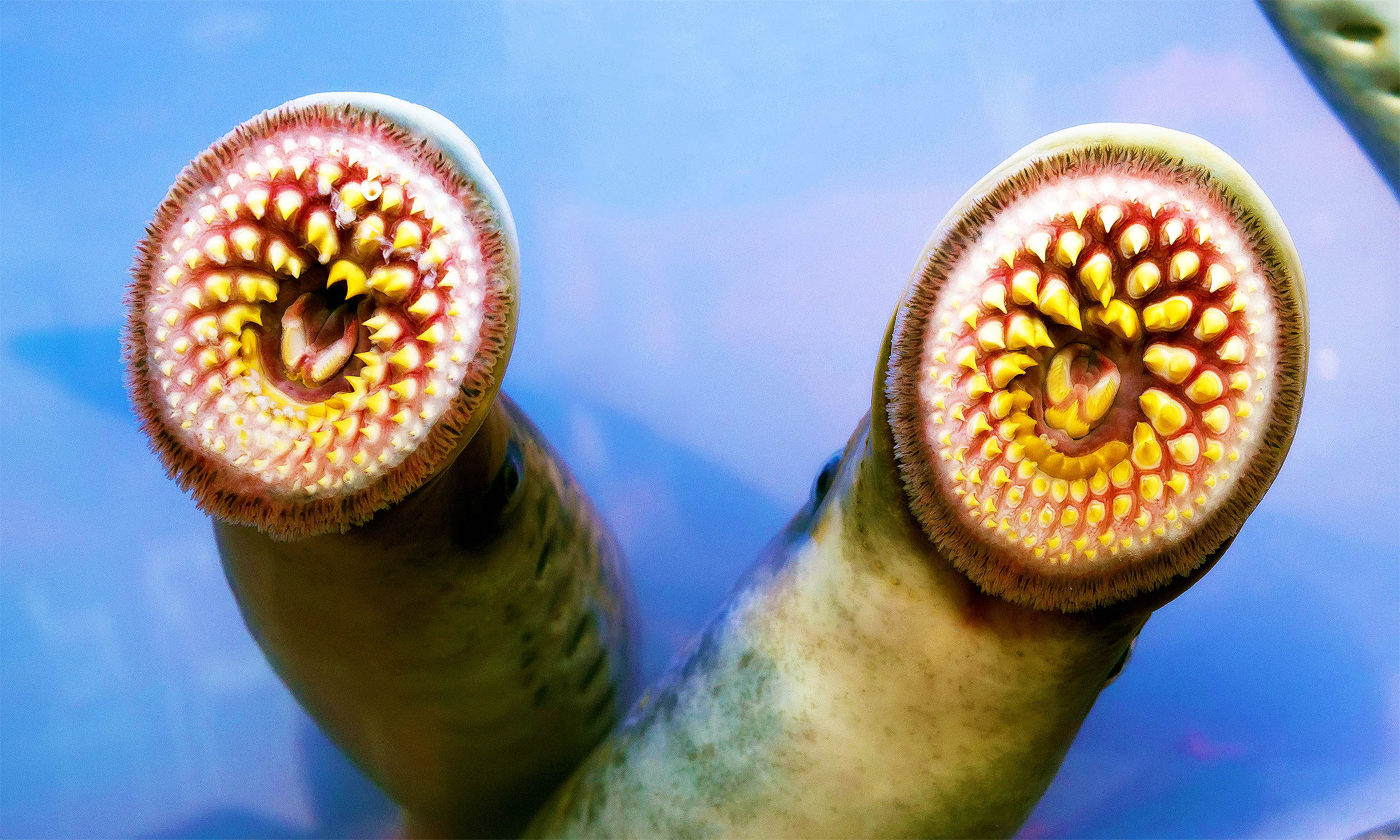 Sea lampreys help scientists decode stem cell origins - Earth.com