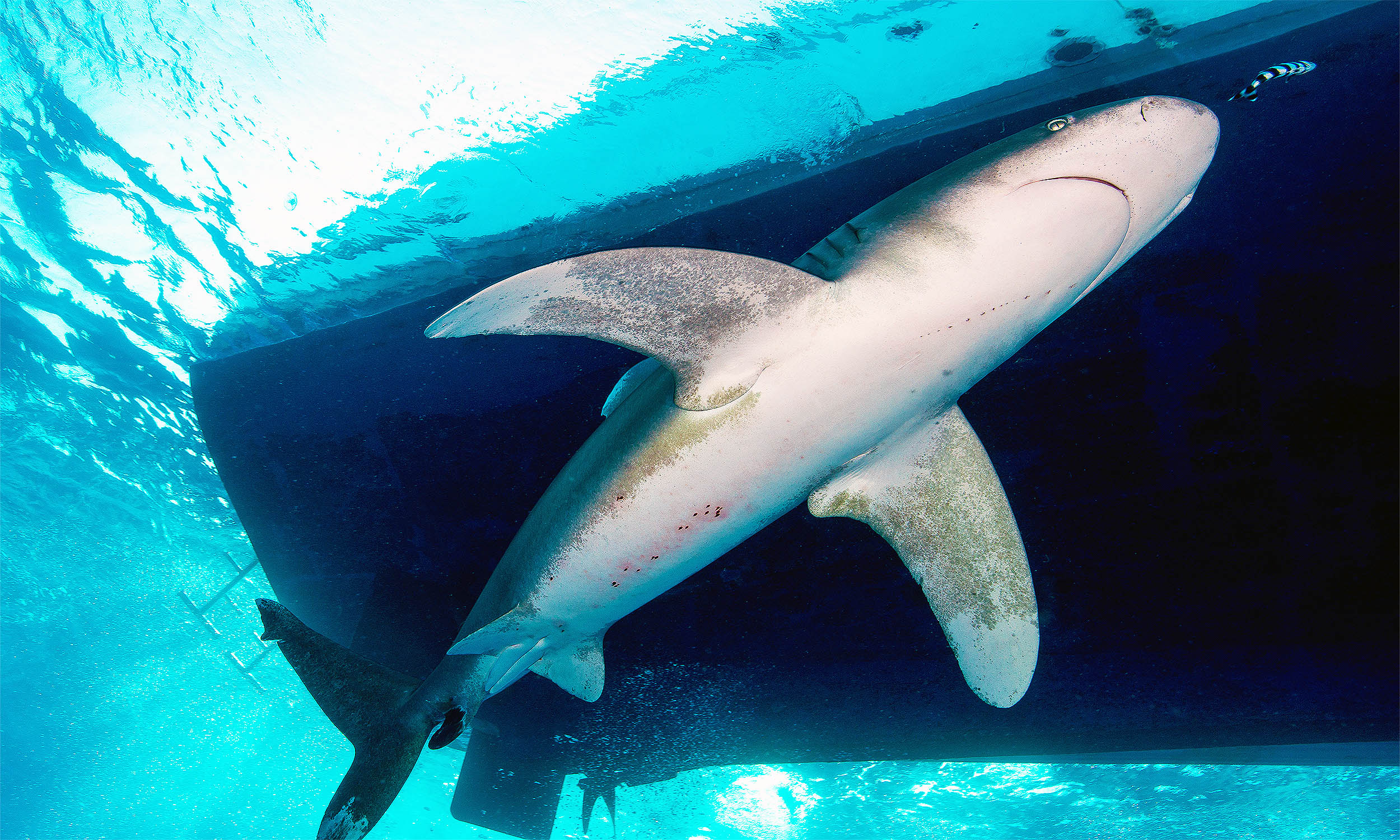 First-ever video footage of a shark being struck by a boat - Earth.com