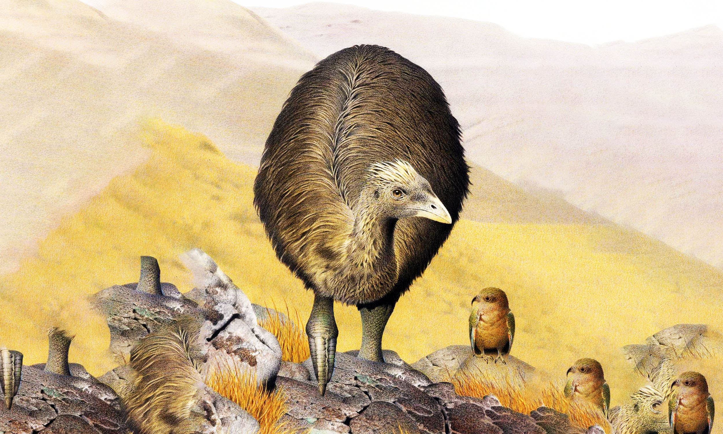 Endangered birds are moving to area where giant moa went extinct ...