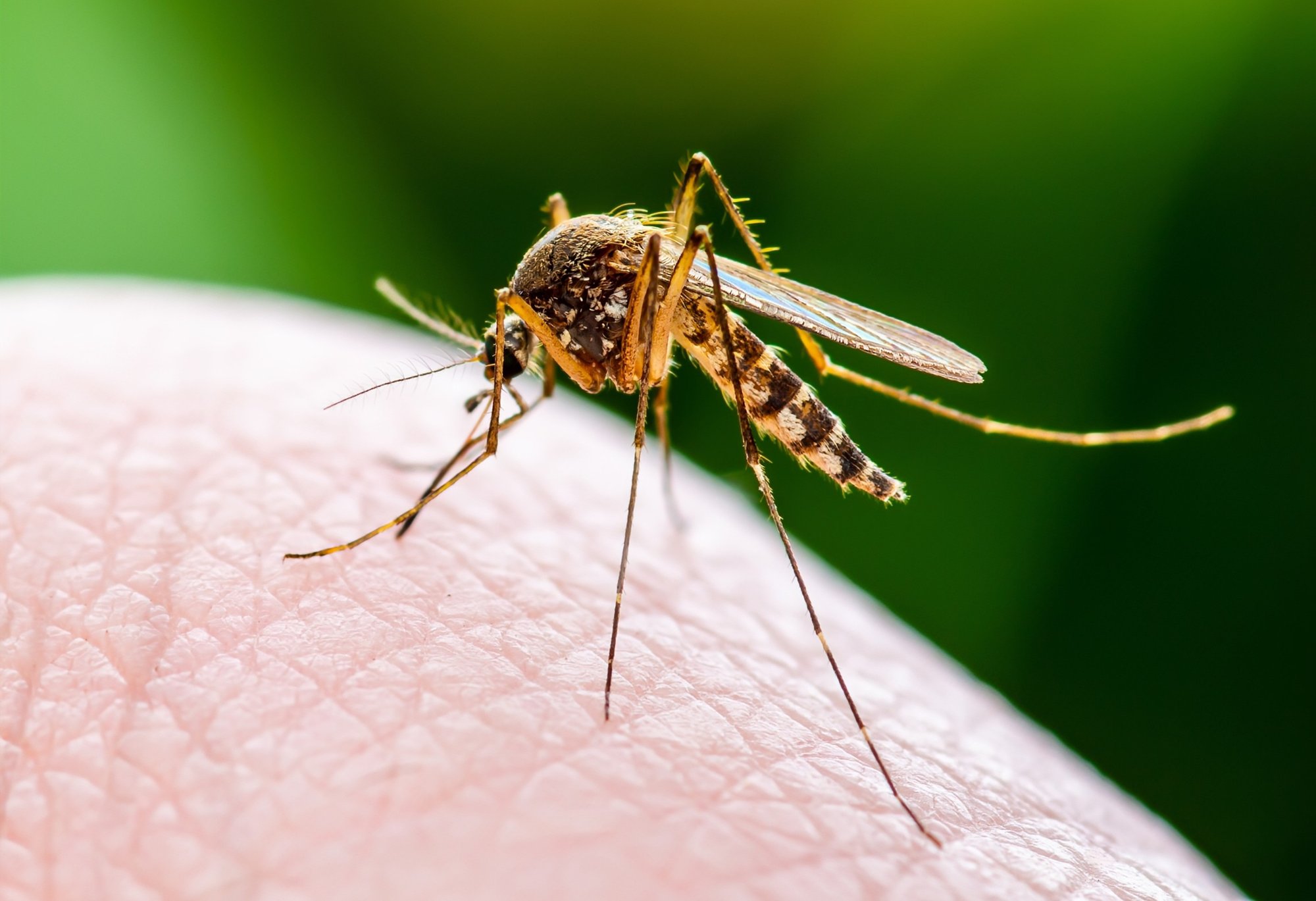 Subtle changes give a virus the ability to infect humans - Earth.com