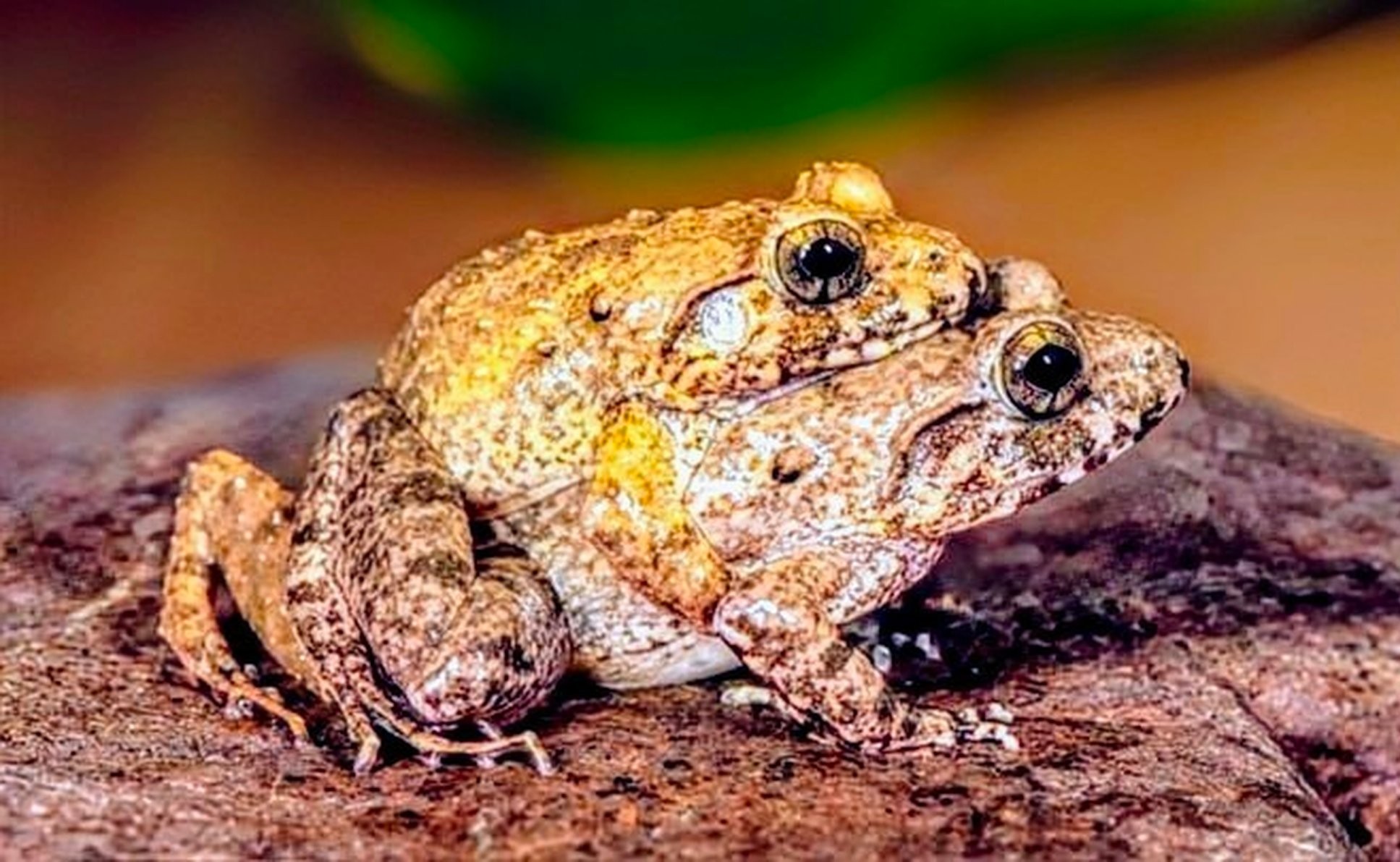 Darwin’s frogs are breeding in highly unusual places - Earth.com