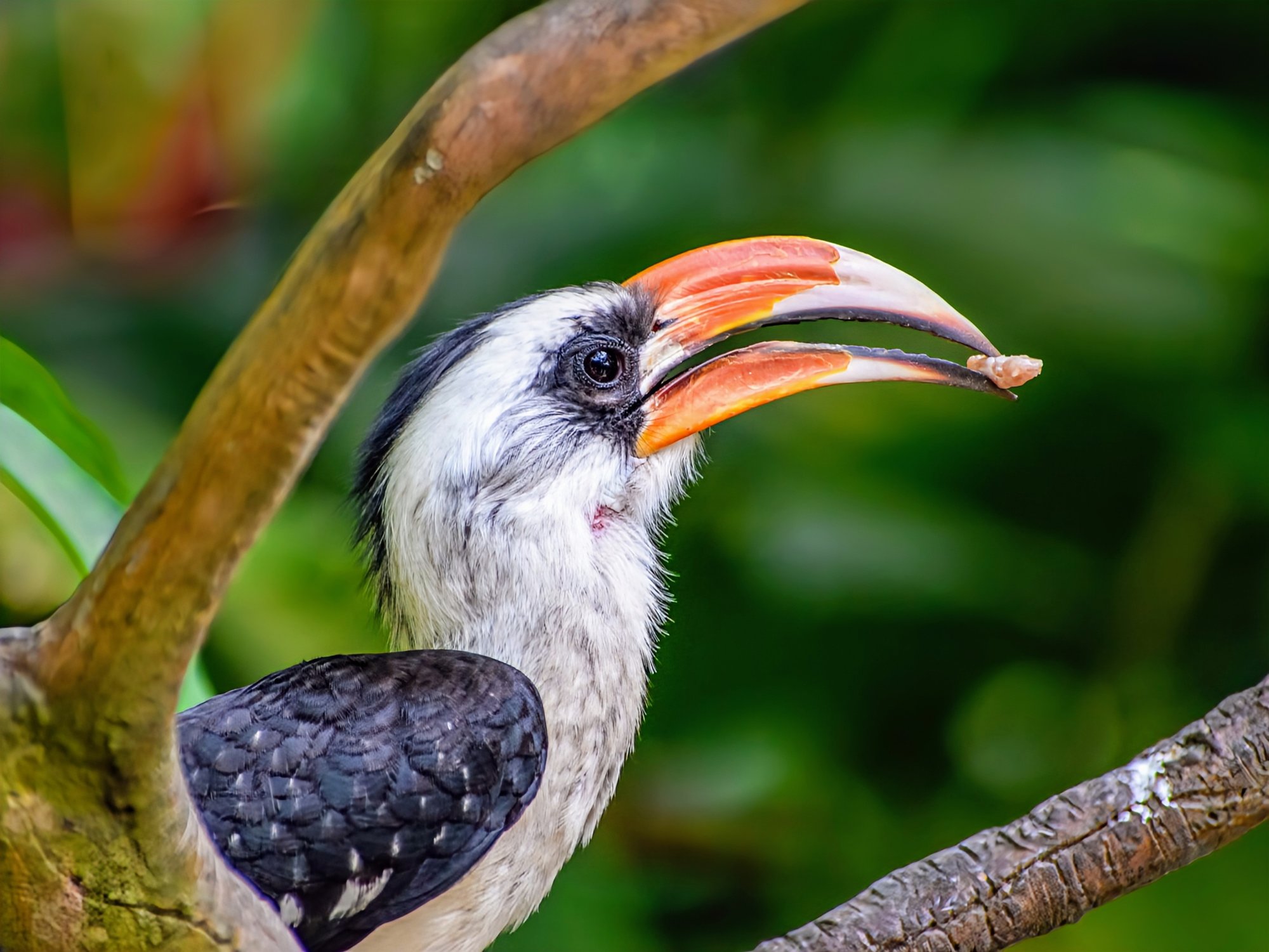 How a mass extinction triggered bird evolution - Earth.com