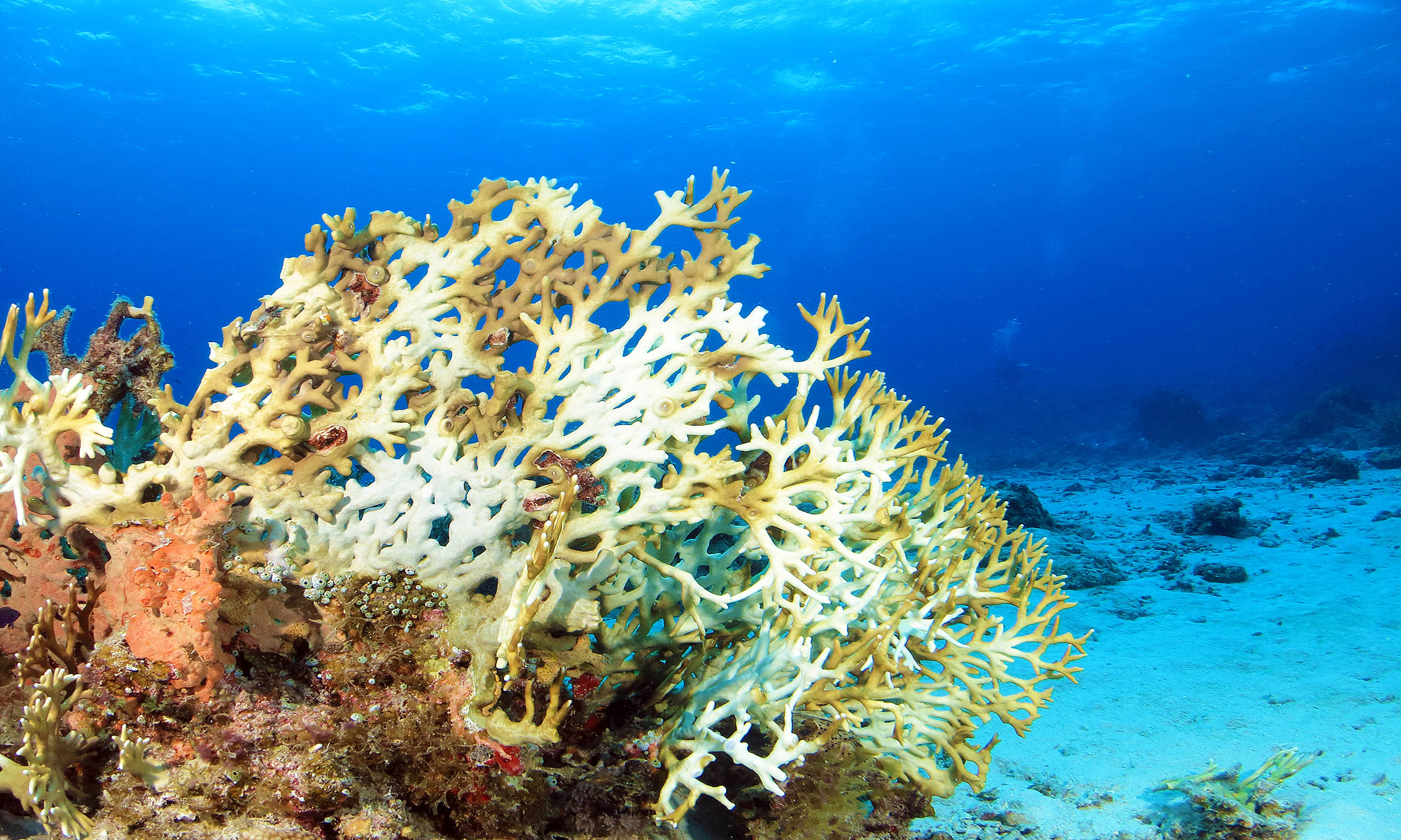 Coral response to bleaching captured in unprecedented detail - Earth.com