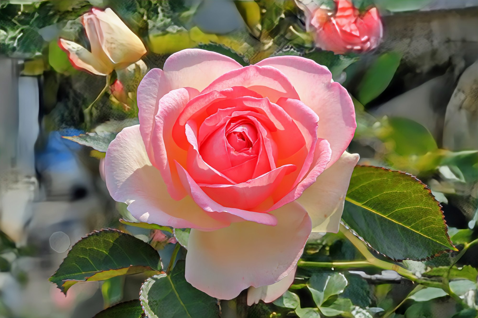 How and why roses evolved to have such harsh thorns and prickles ...