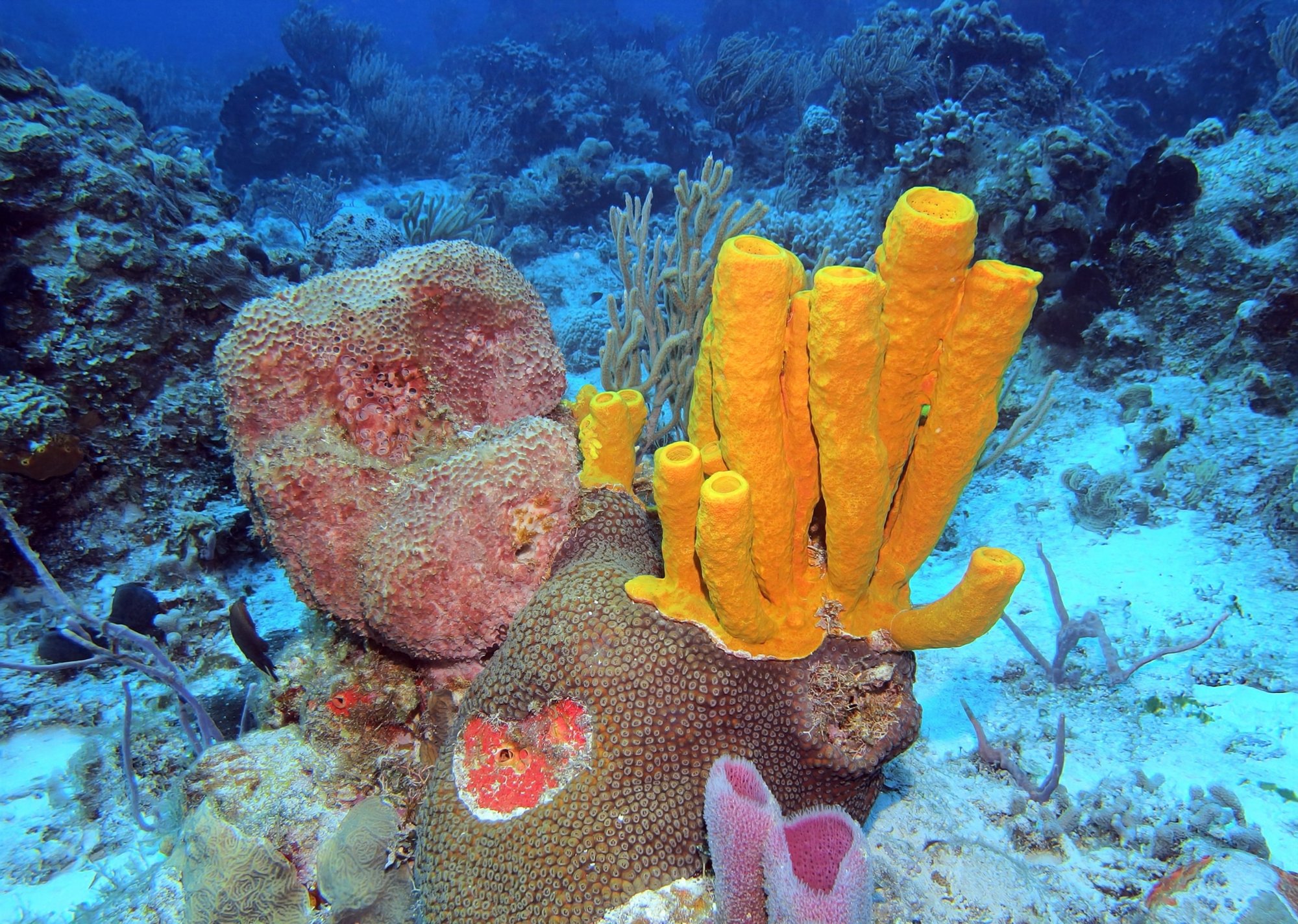 Unraveling the story of early animal evolution - Earth.com