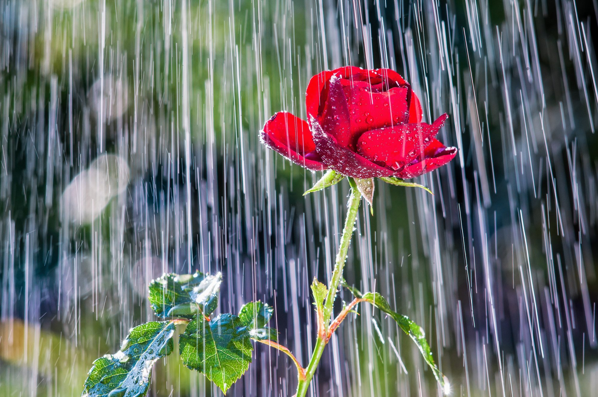Understanding Geosmin, the scent of rain - Earth.com