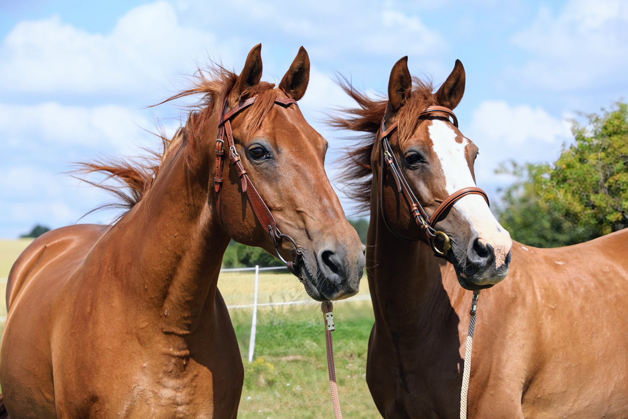 Horse miscarriages offer insights into human pregnancy loss - Earth.com