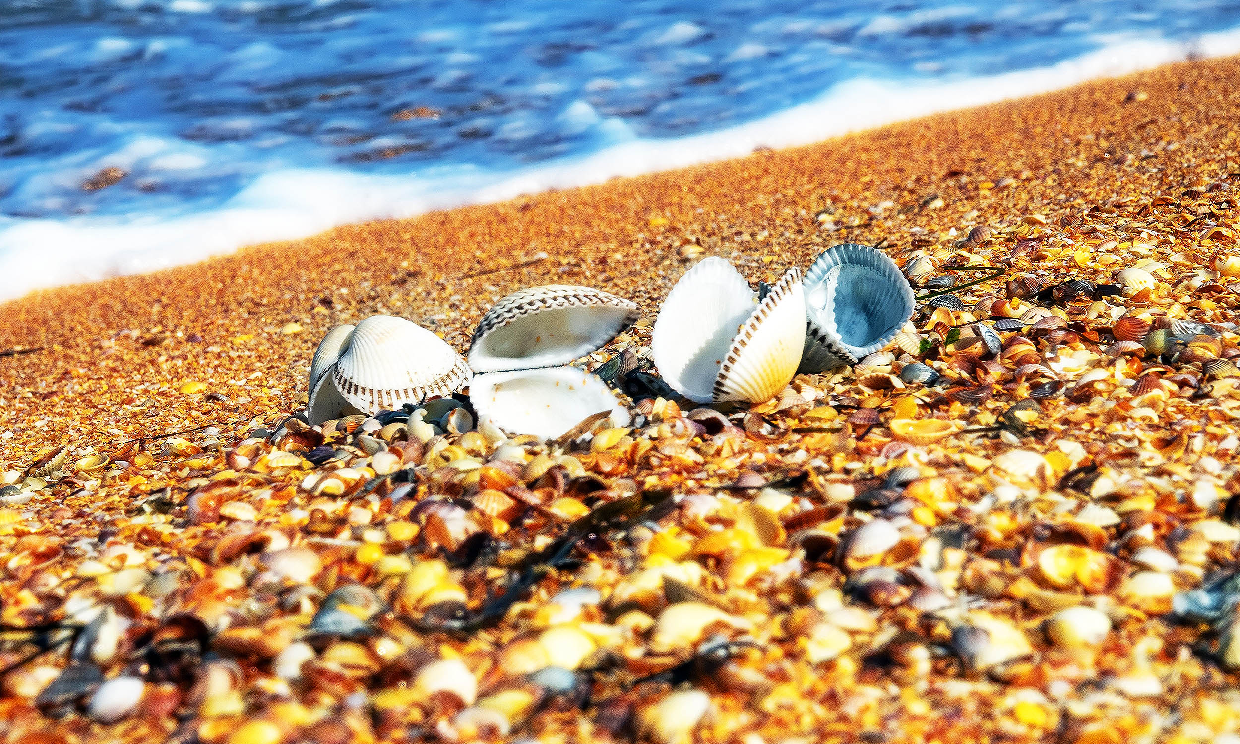 Mollusks had spiny armor and no shells 500 million years ago - Earth.com