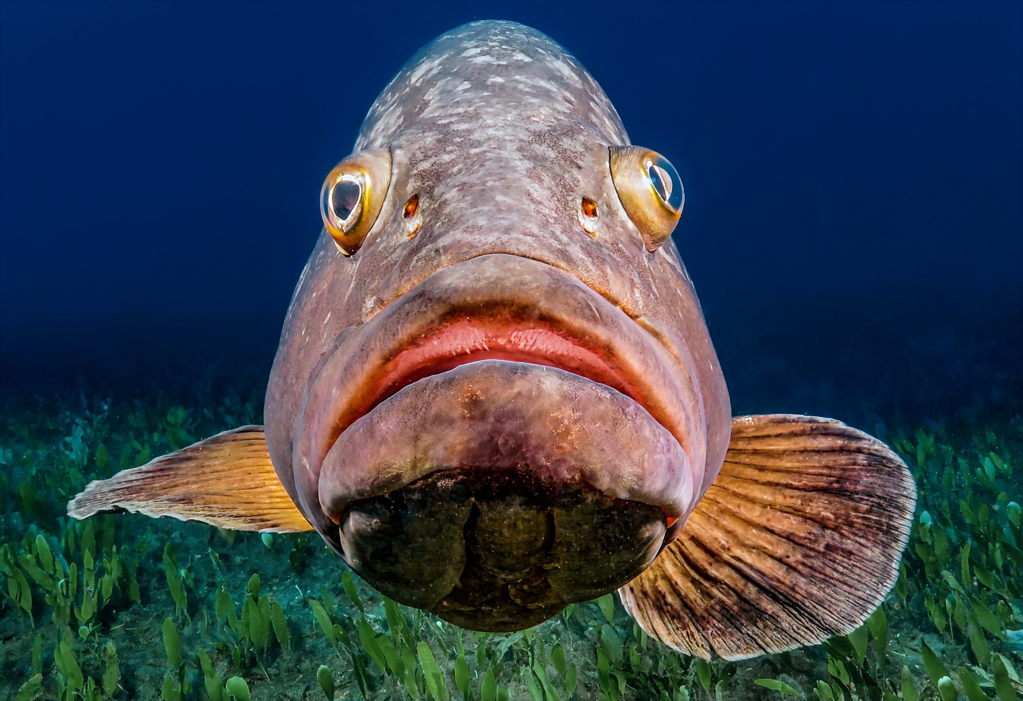 Squaretail grouper face an uncertain future - Earth.com