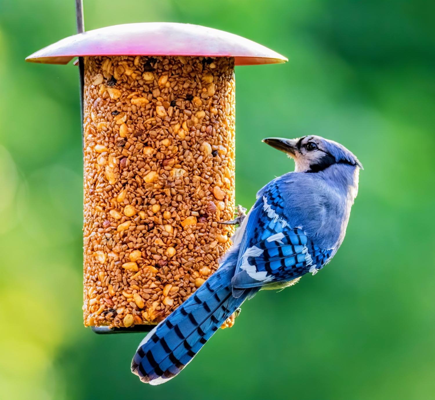 Bird feeding pollutes local ecosystems - Earth.com