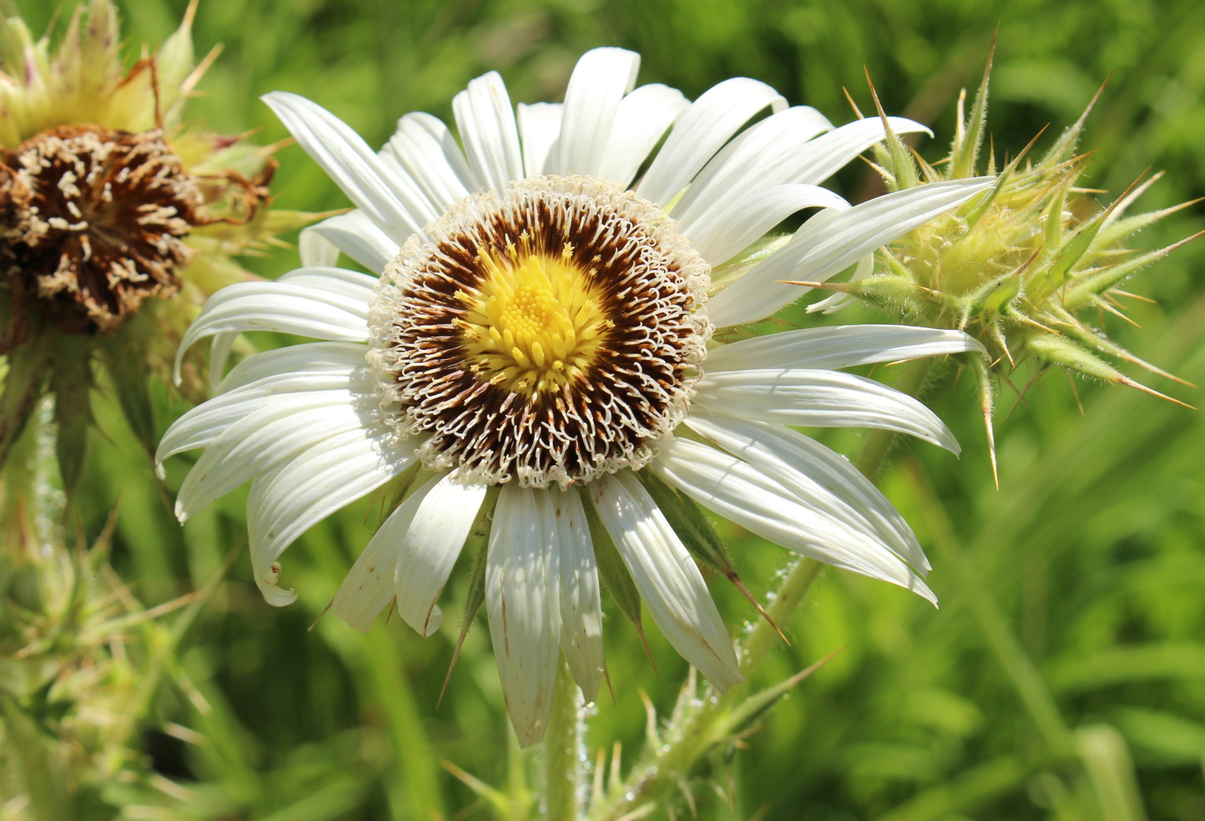 Some plants can absorb and neutralize plastic pollution - Earth.com