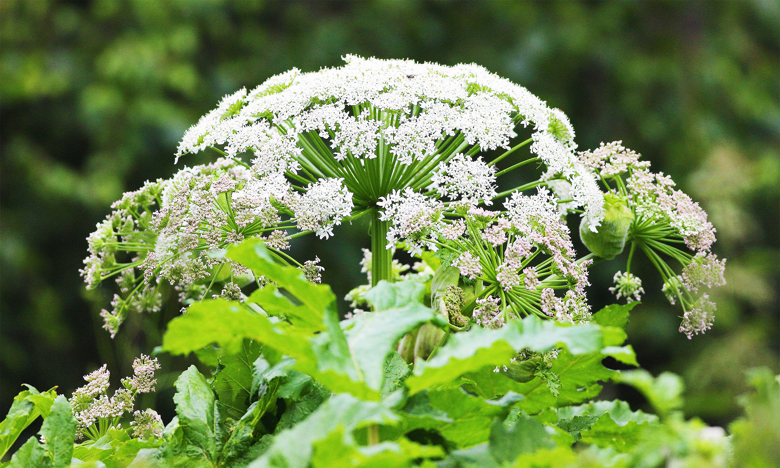 Rapidly spreading invasive plant alters DNA, causes severe burns ...