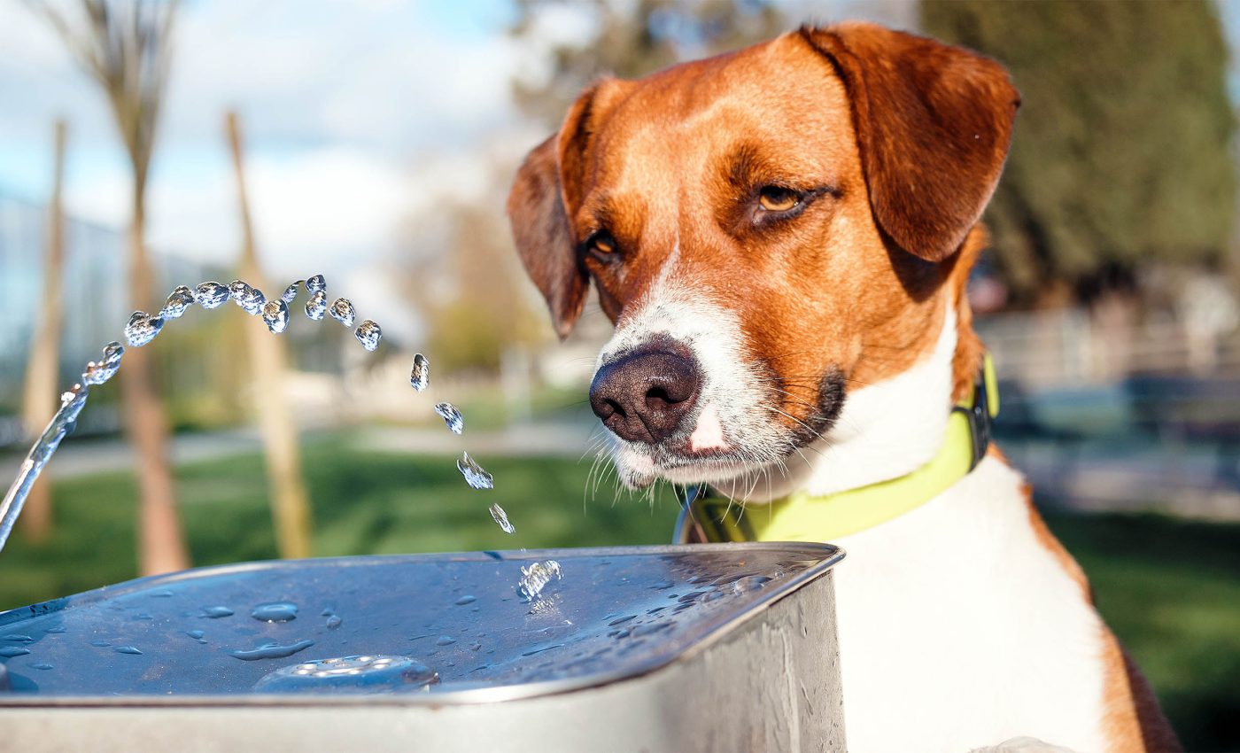 Can Puppies Drink Too Much Water