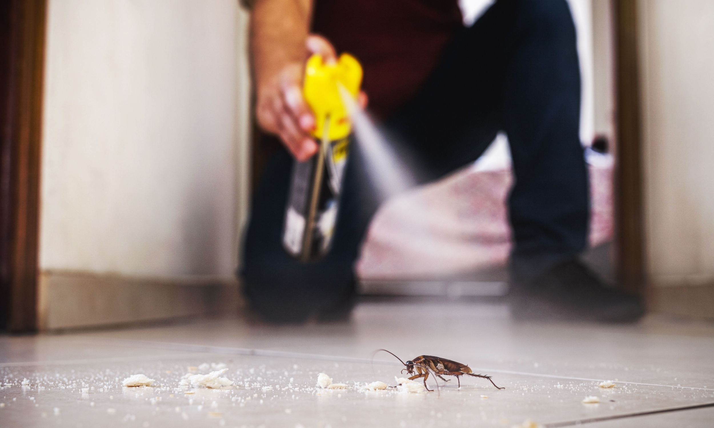 Cockroaches have evolved to be unharmed by insect sprays - Earth.com