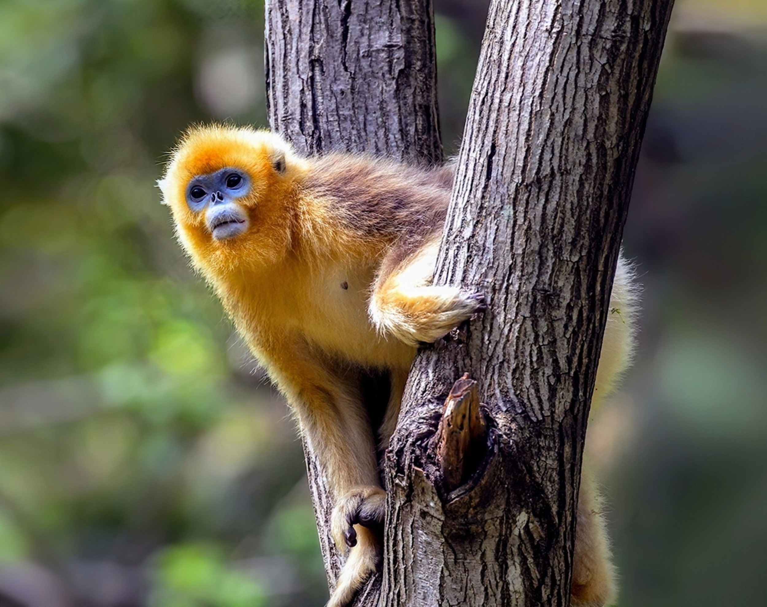 Unique primate features ease tension and reduce conflict - Earth.com