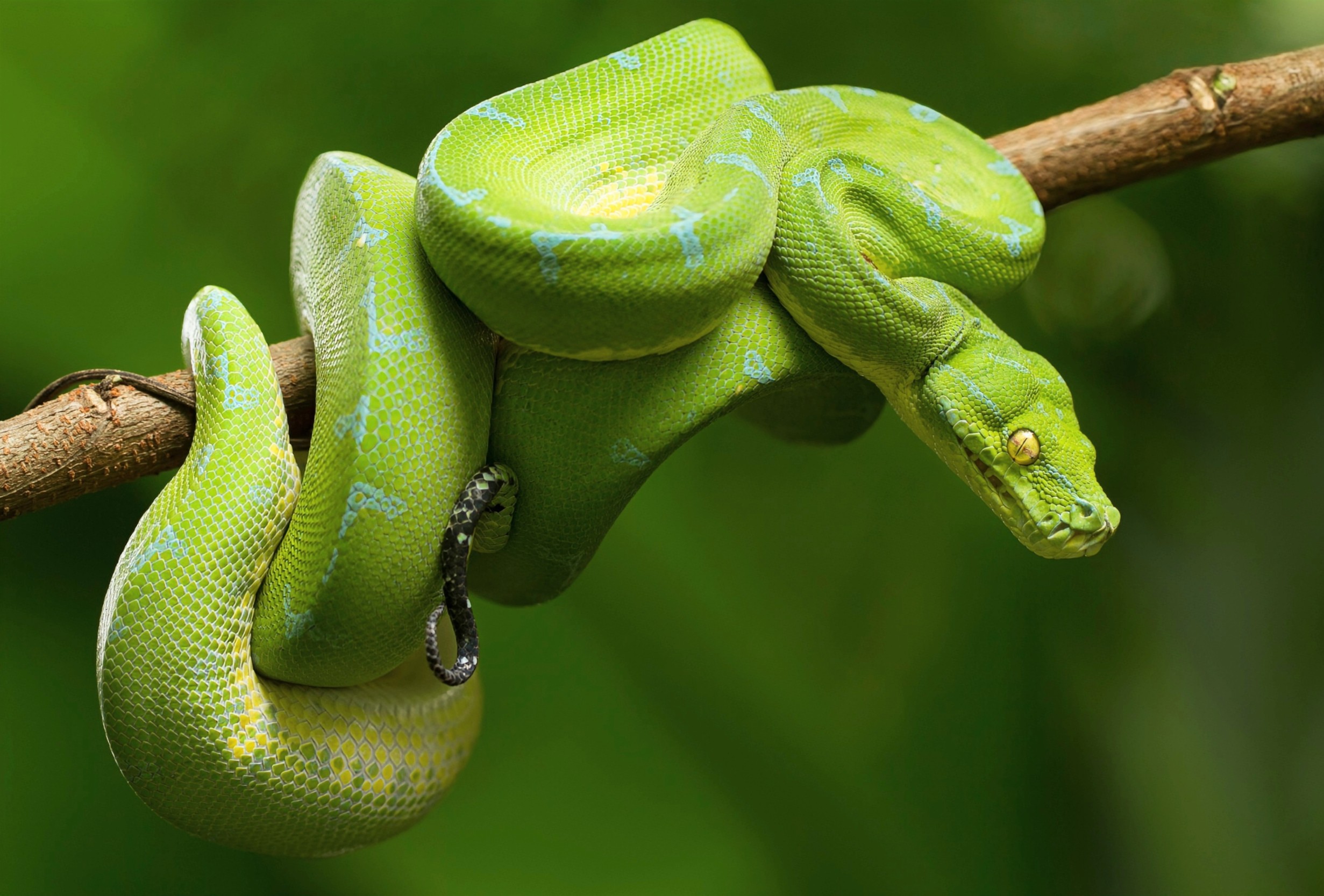 Pythons can make their heart larger and stronger - Earth.com