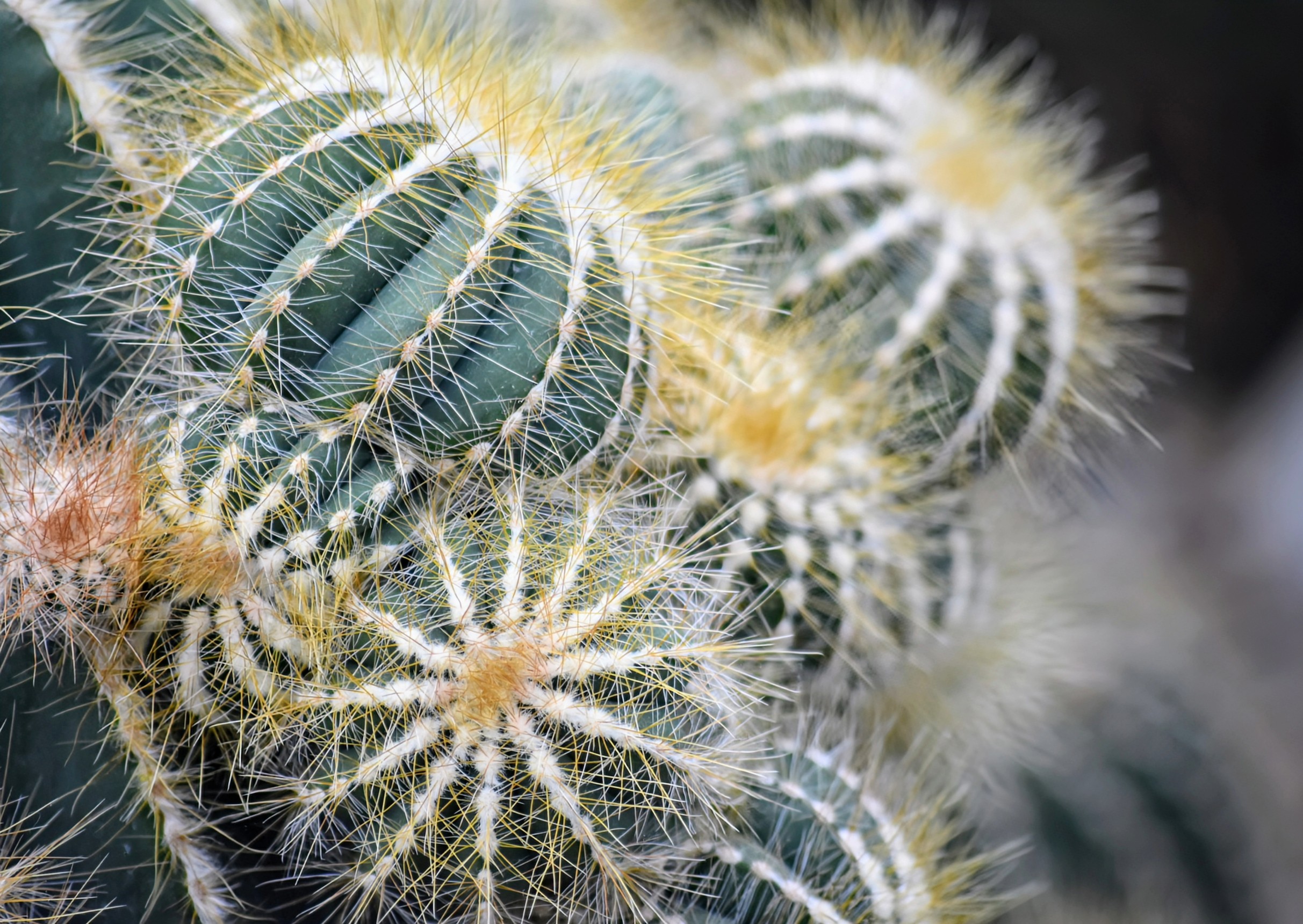What's the secret behind the stunning diversity of cacti? - Earth.com