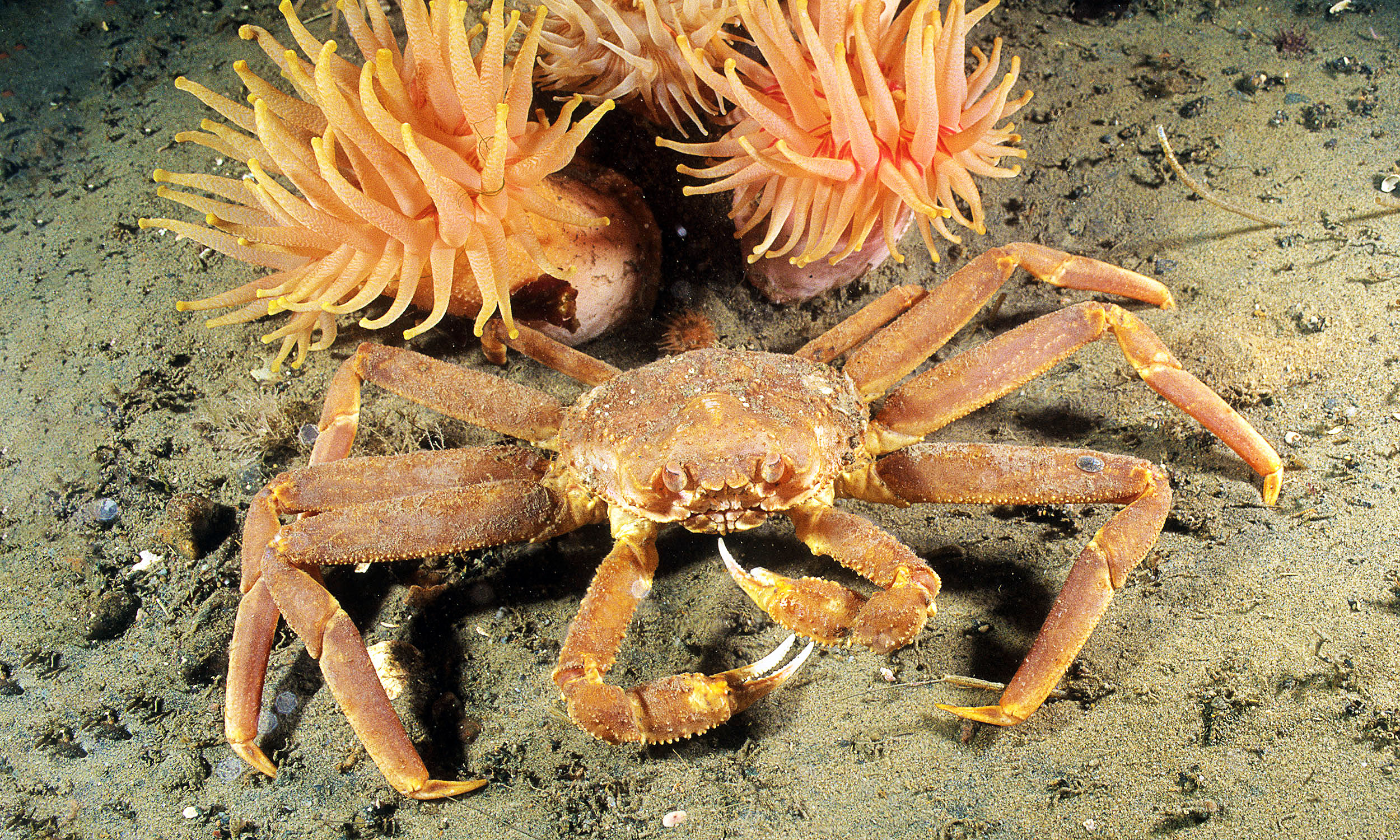 Why billions of crabs vanished from Bering Sea and human diets - Earth.com