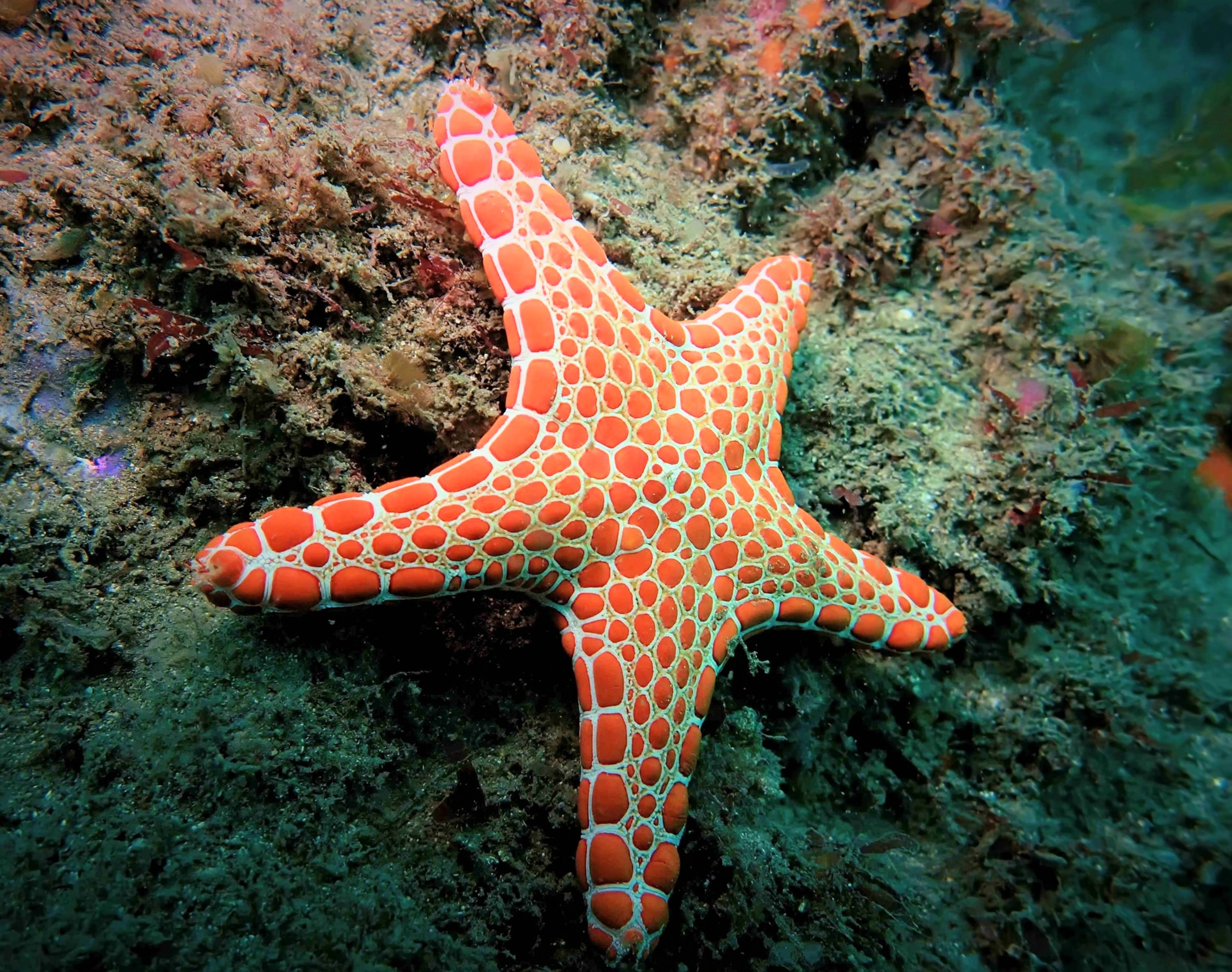 Regeneration Of Starfish