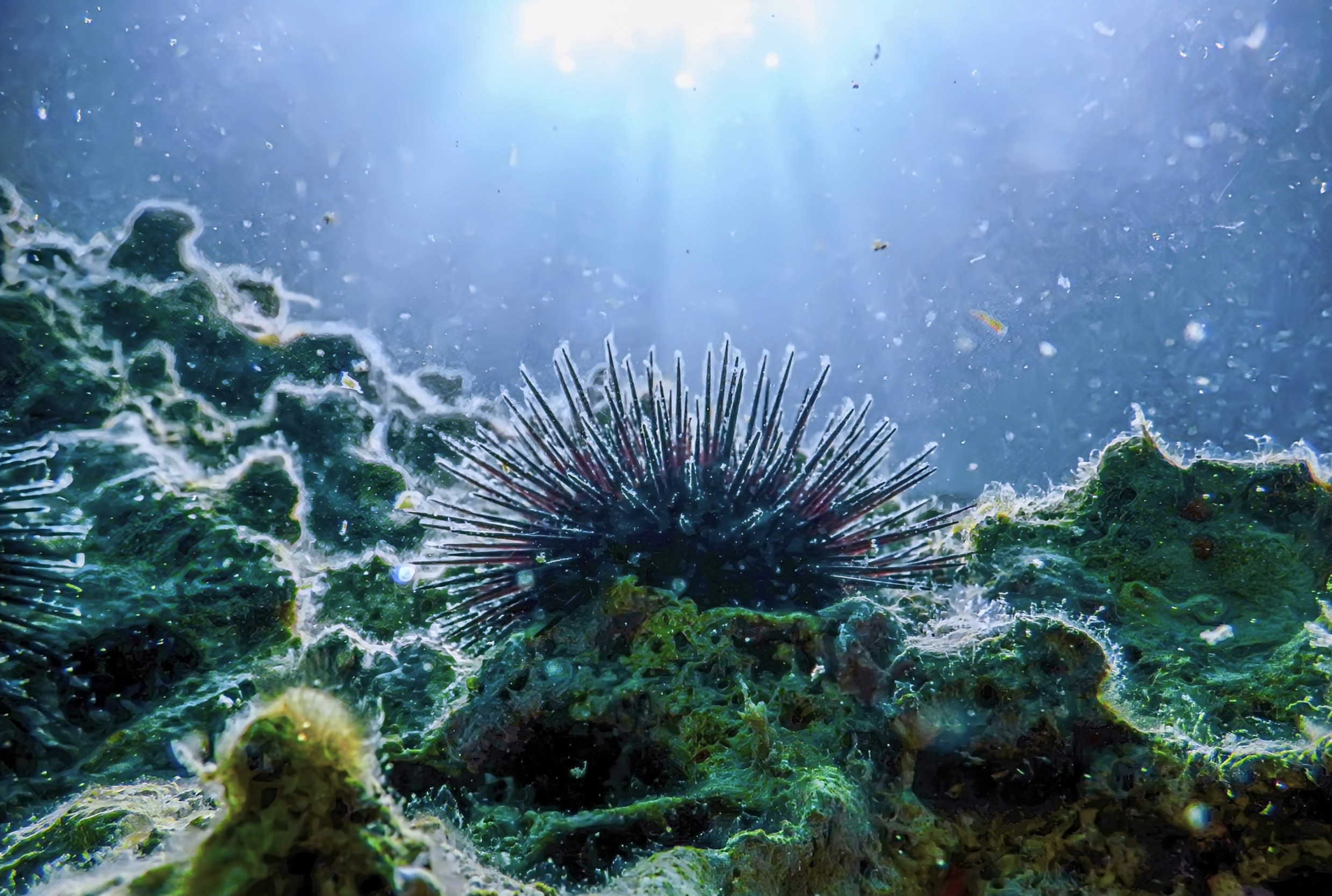 What caused marine mass extinctions millions of years ago? - Earth.com