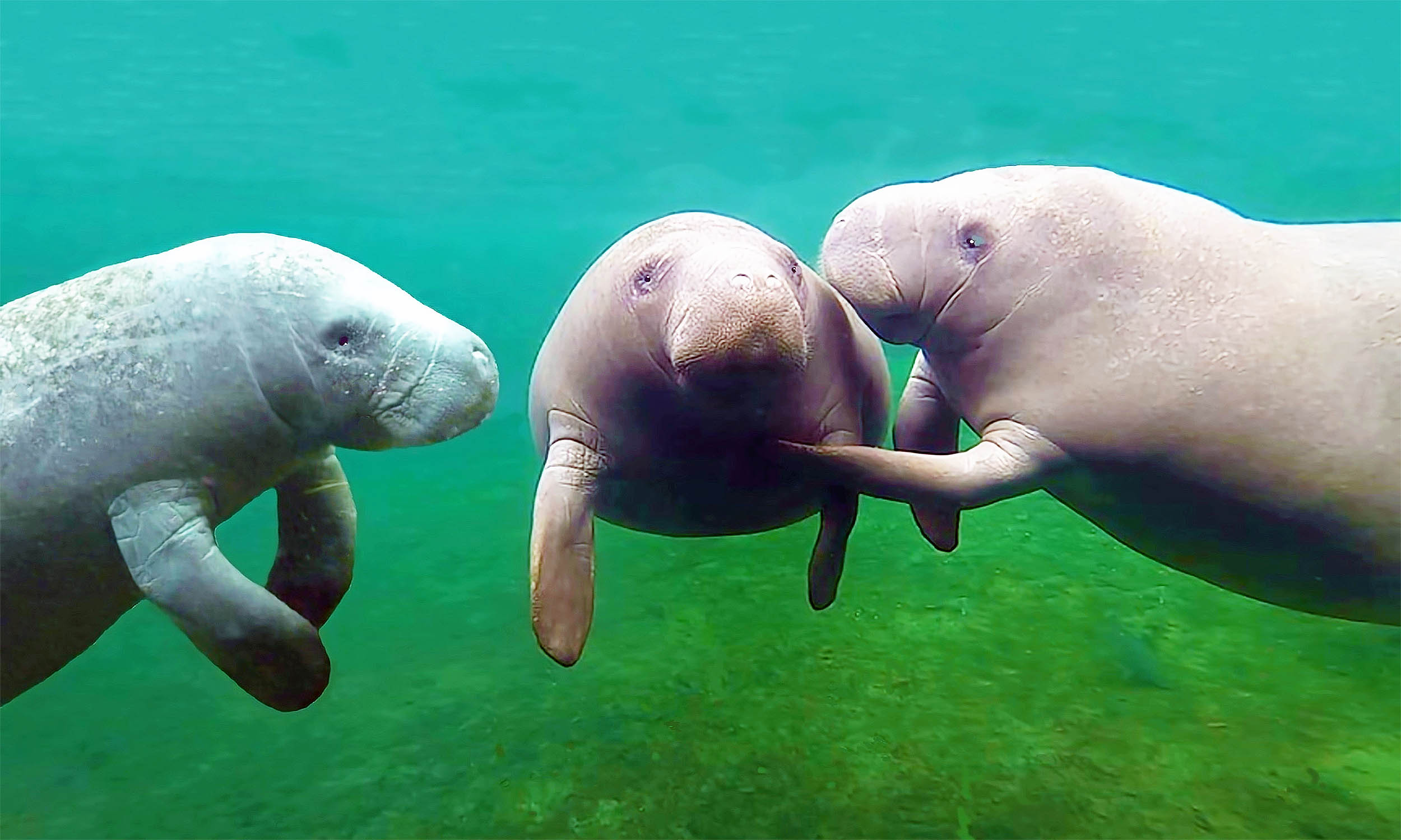 Prehistoric sea cow was dinner for a crocodile and a shark - Earth.com