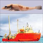 New dragonfish species discovery shows extent of Antarctic fragility ...