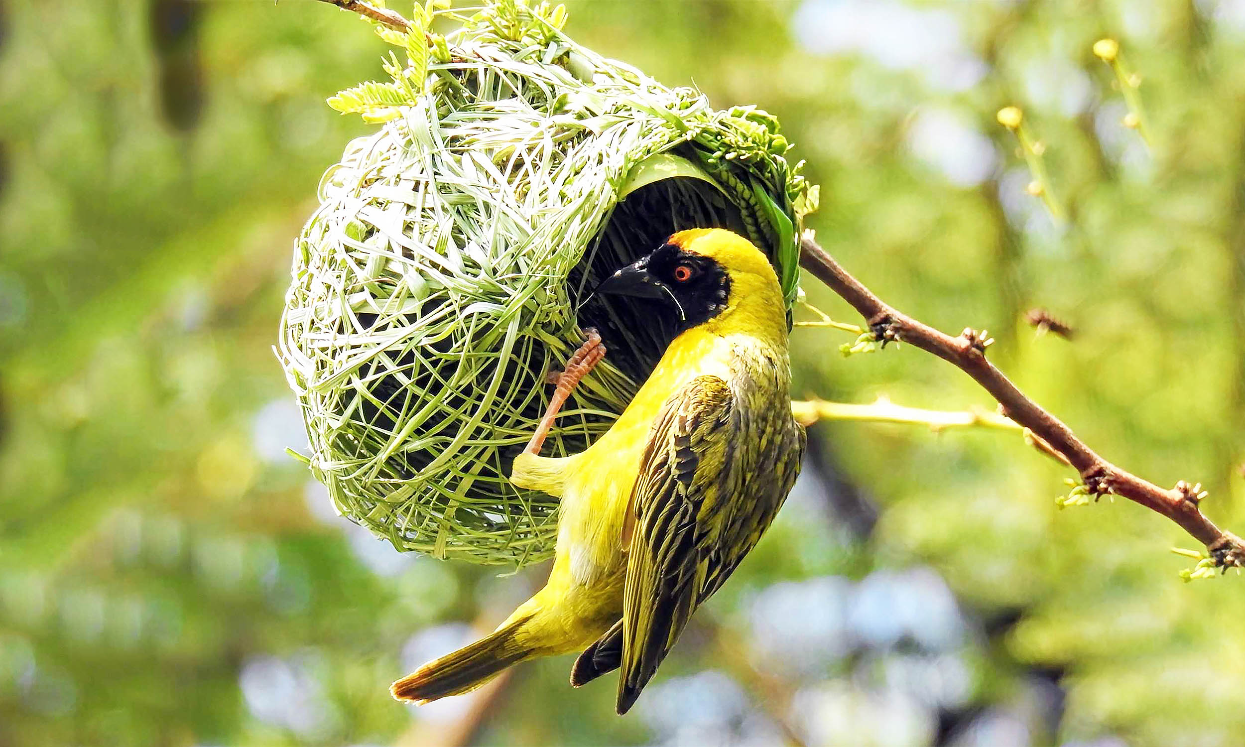 Weaver Bird Nest Construction Premium Photo | The Baya Weaver Bird