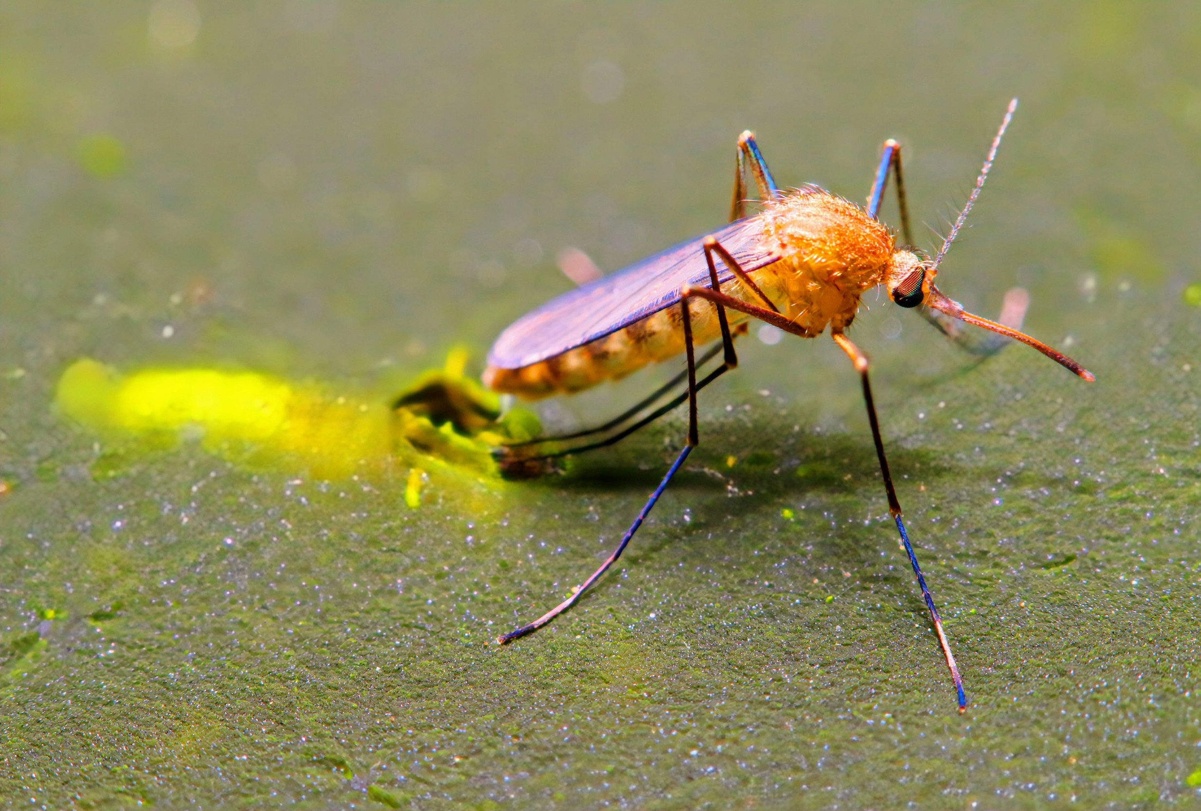 Mating secrets of mosquitoes may help us gain control of them - Earth.com