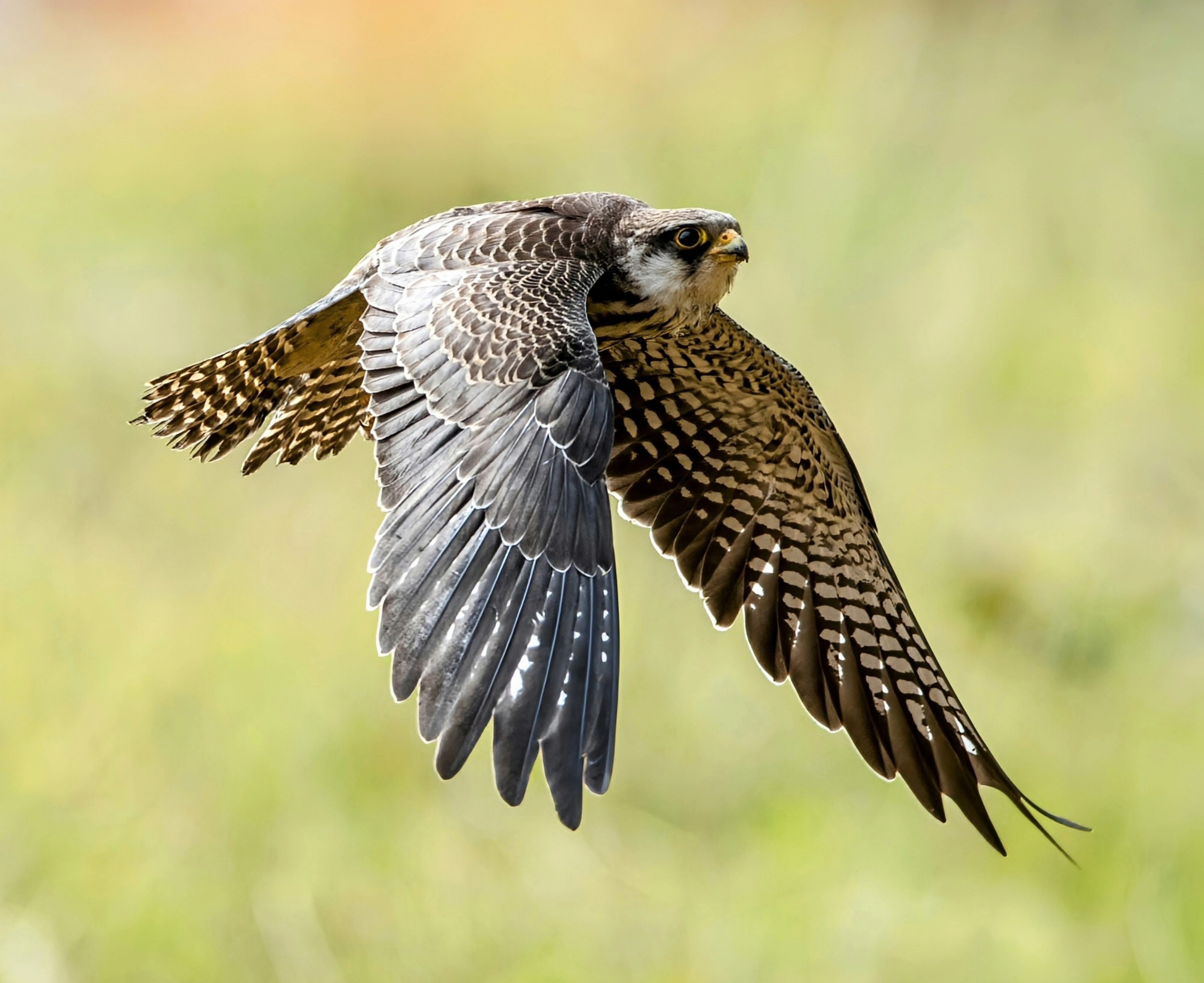 How do Amur falcons fuel their 2,000-mile flights? - Earth.com