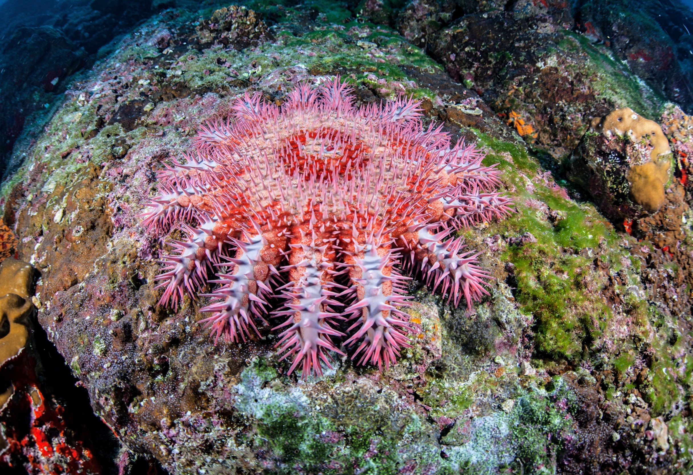 Crown-of-thorns starfish thrive in degraded coral reefs - Earth.com