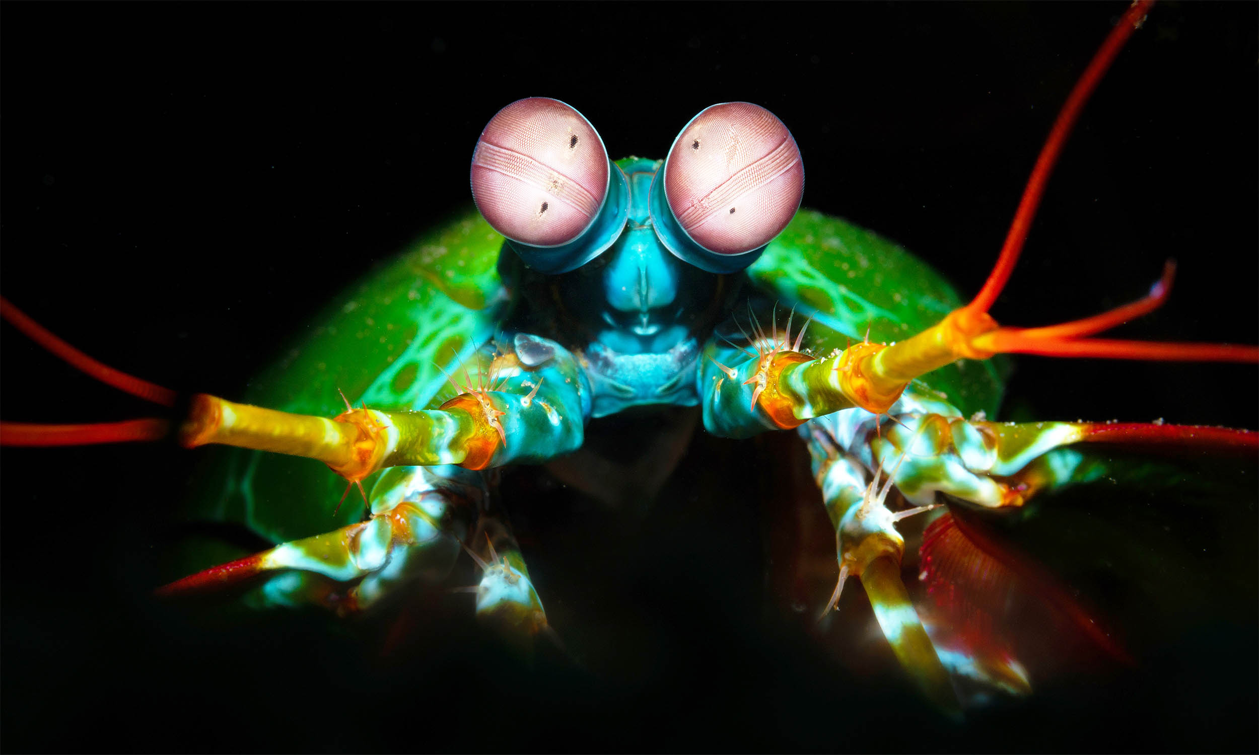 Robot discovers surprising food source for deep ocean creatures - Earth.com