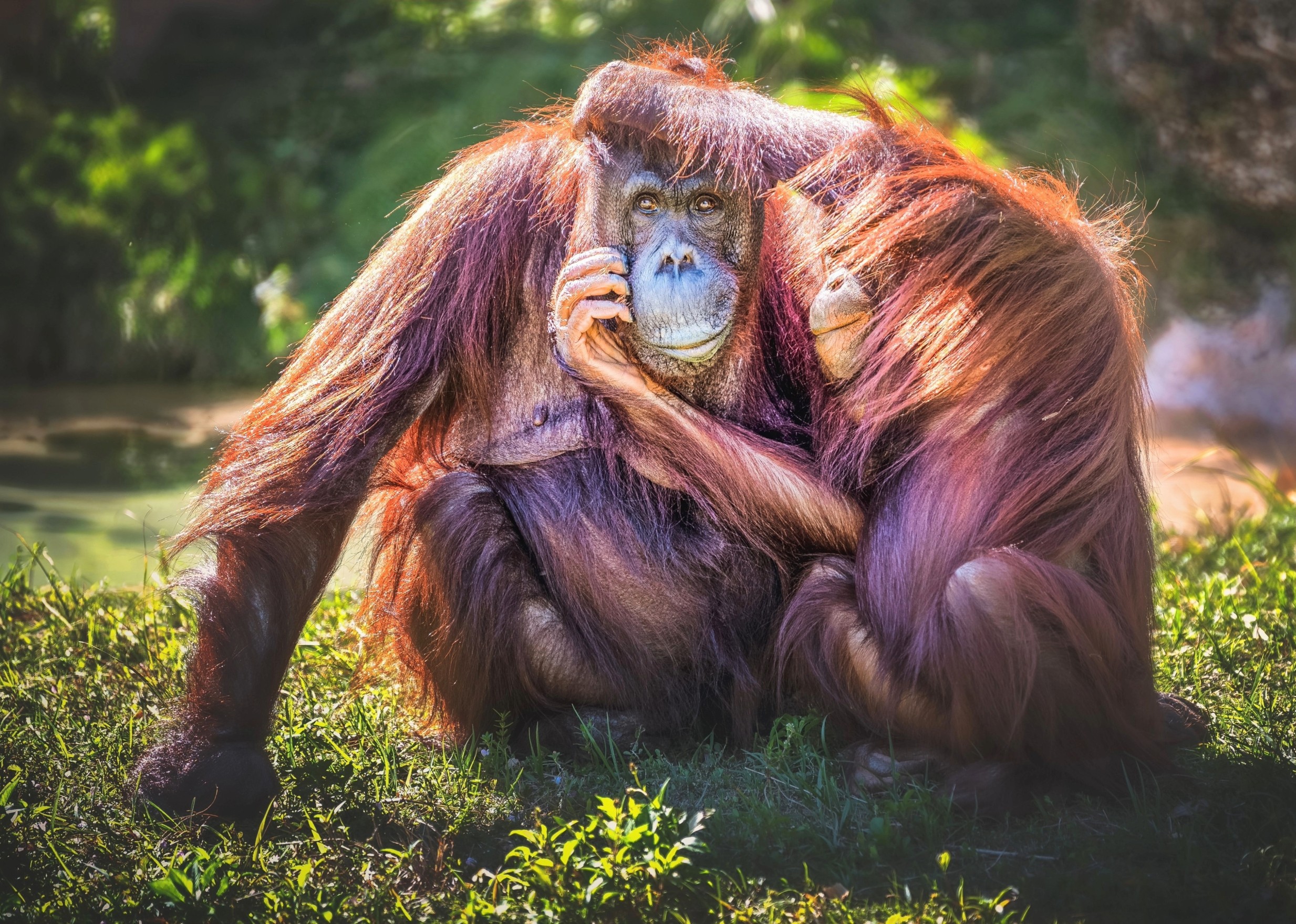 Primate bonds are not just about love - they're strategic - Earth.com