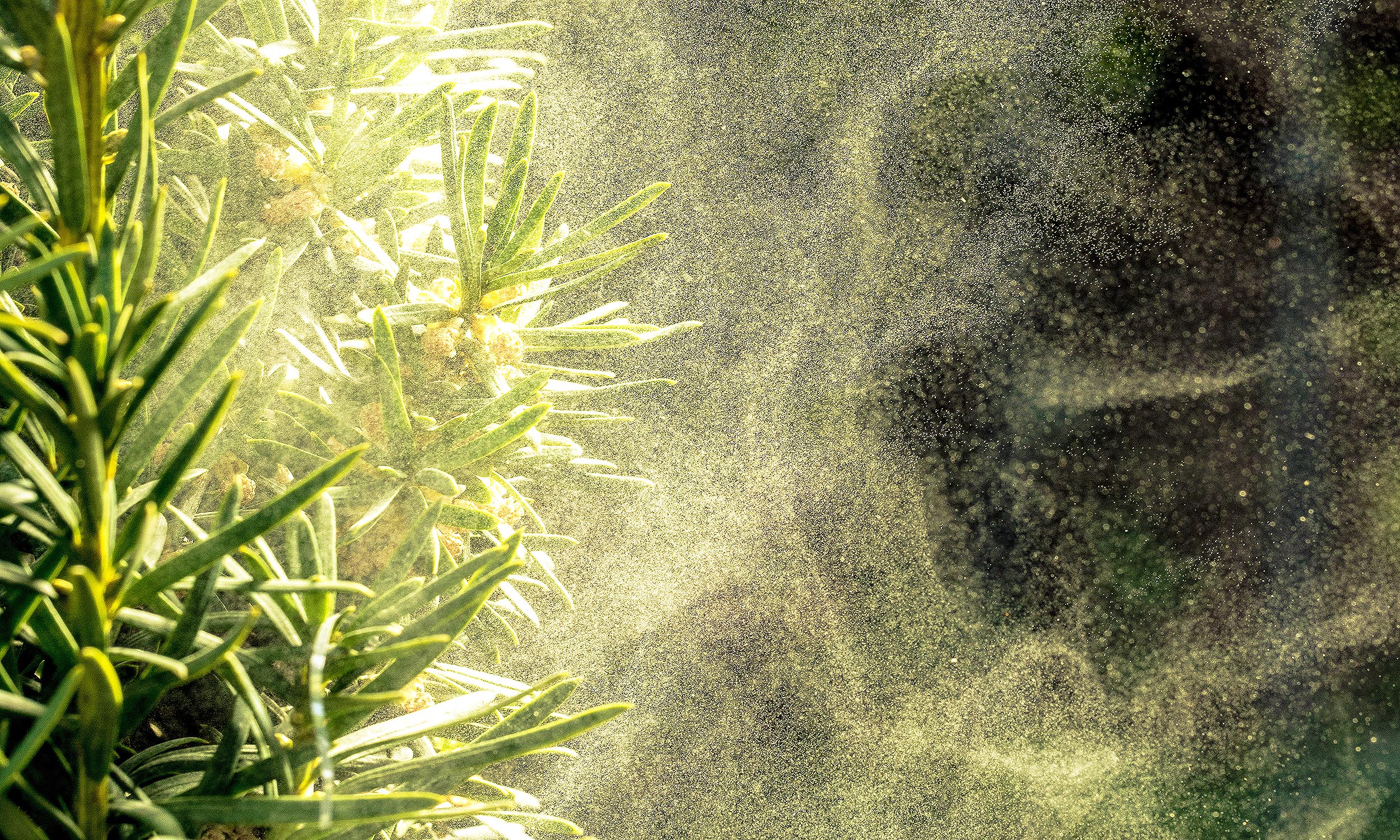 Pollen alters cloud formation and changes weather patterns - Earth.com