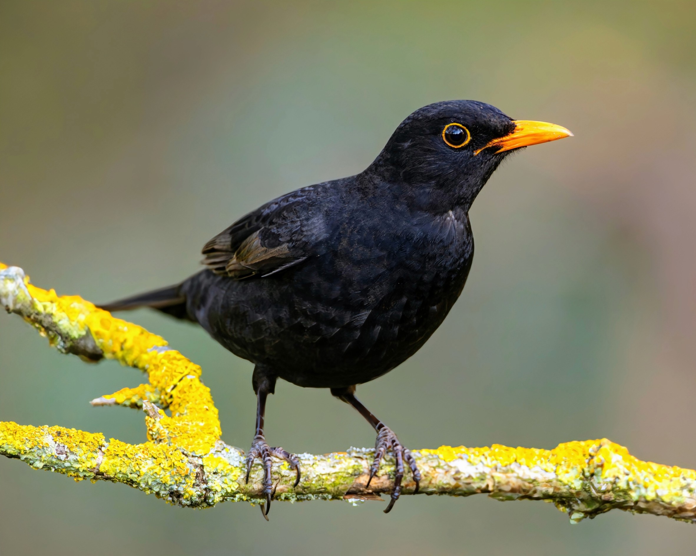 Blackbirds reveal the true energy costs of migrating - Earth.com