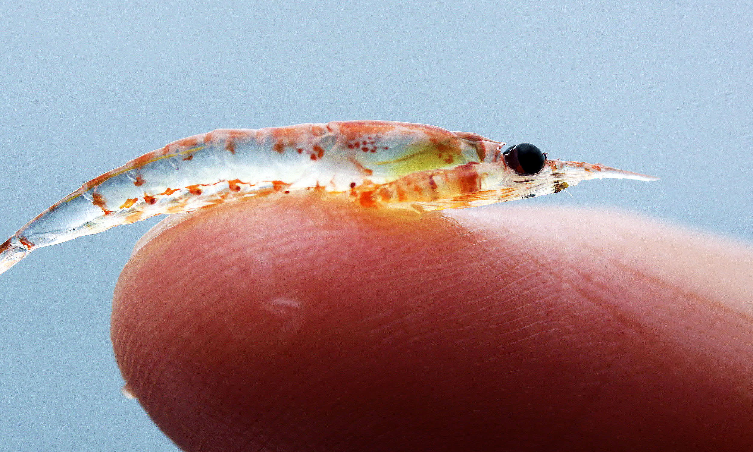 Tiny Antarctic krill store enormous amounts of carbon - Earth.com