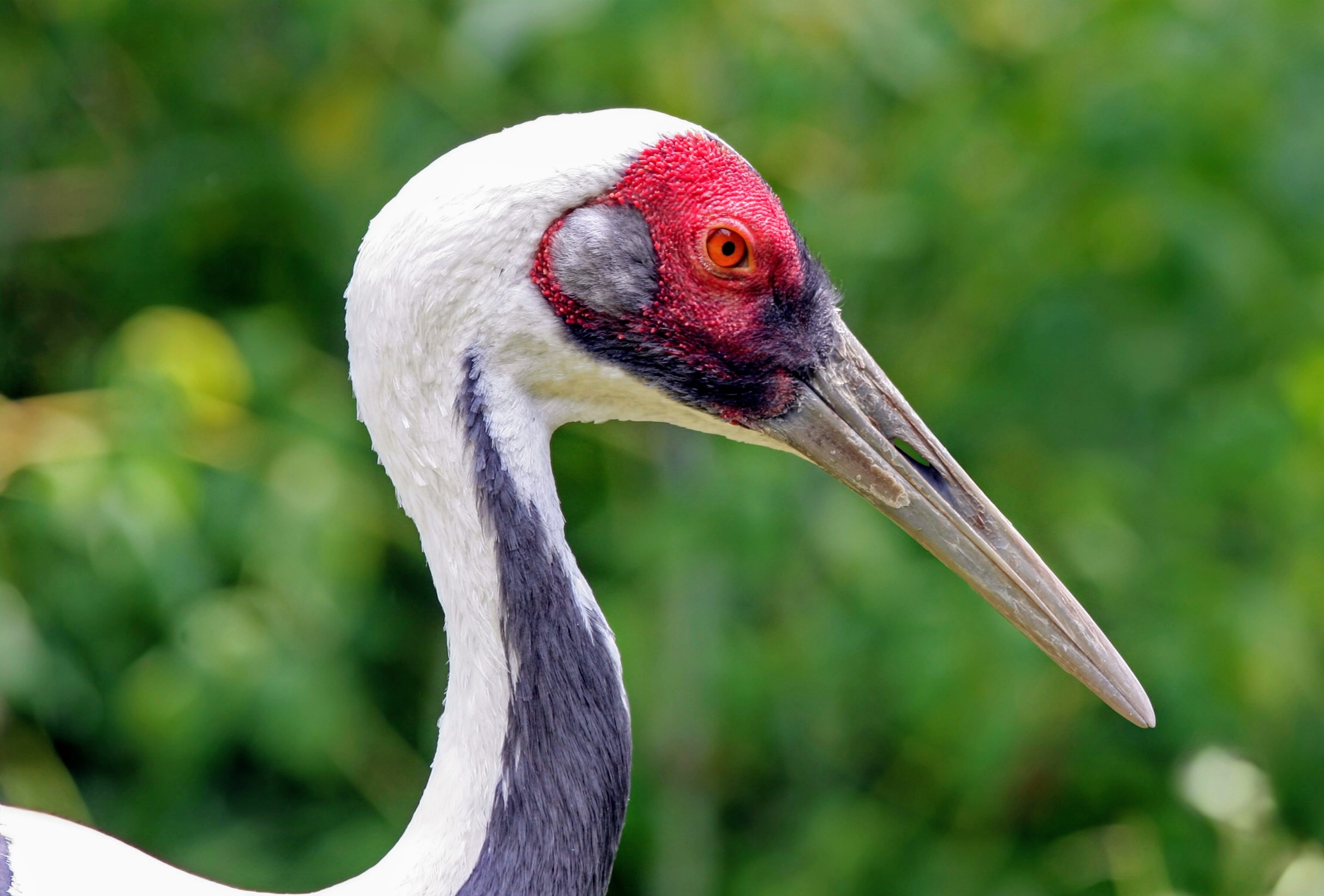 How do cranes meet their needs in complex environments? - Earth.com