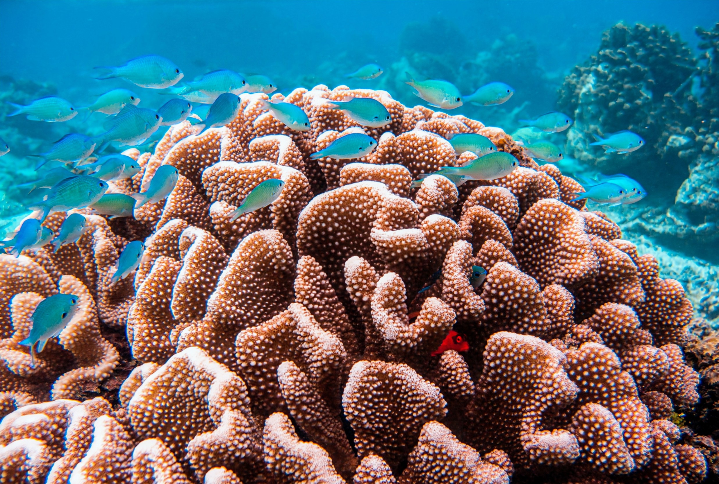 Deep corals may be a lifeline for shallow reefs - Earth.com