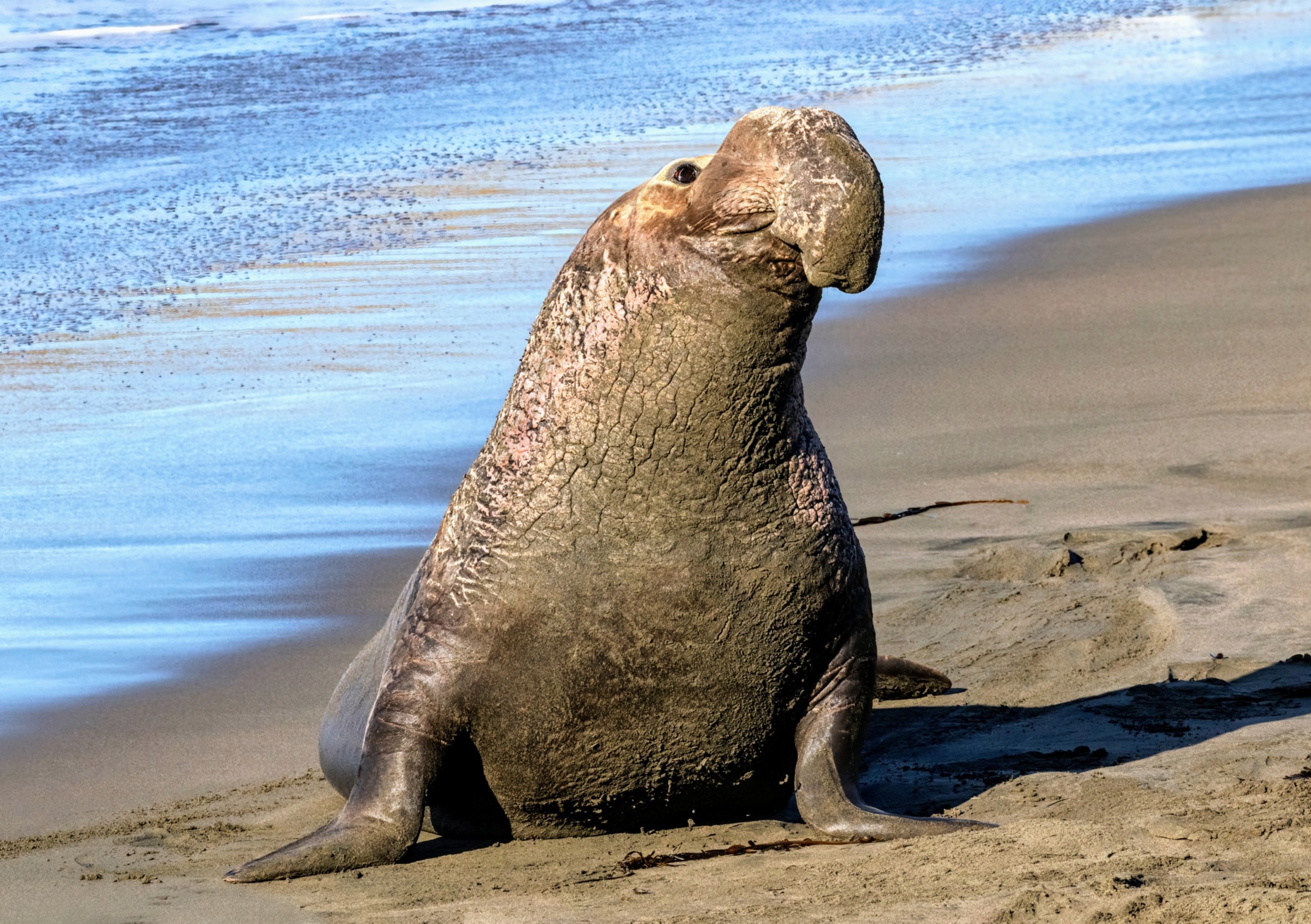 Elephant seals have genetic scars from intense hunting - Earth.com