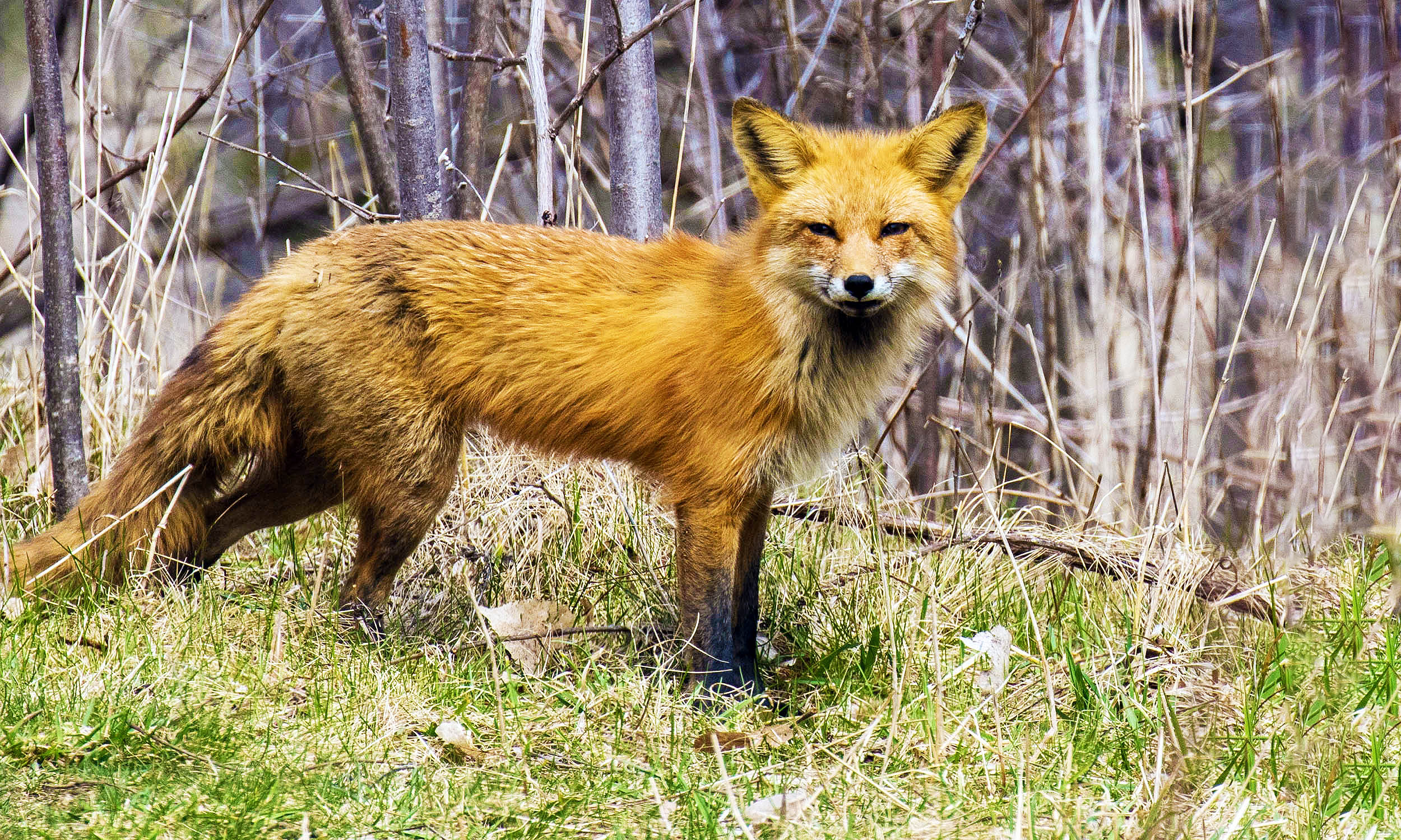 Red foxes need a genetic rescue as they edge near extinction - Earth.com