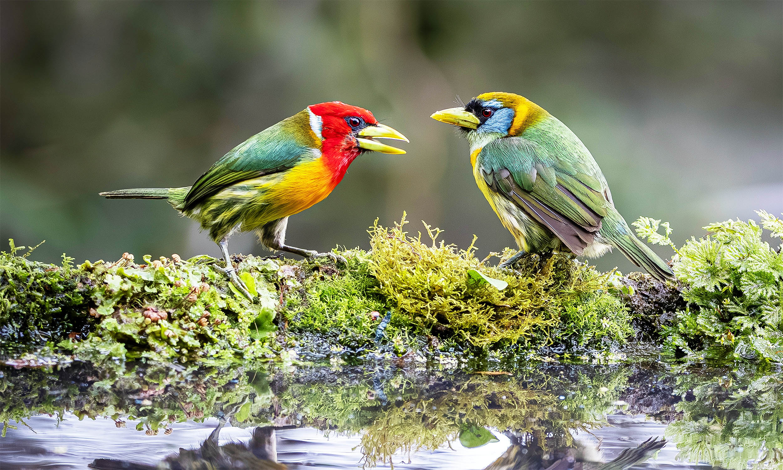 Ants are forcing some bird species to relocate to higher elevations ...